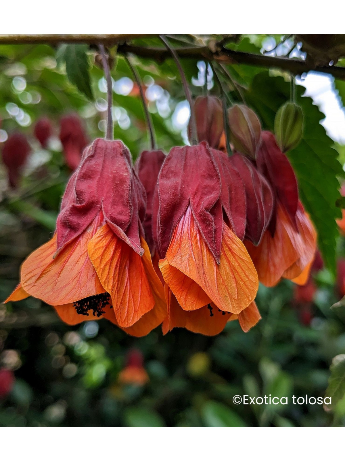 Abutilon patrick synge