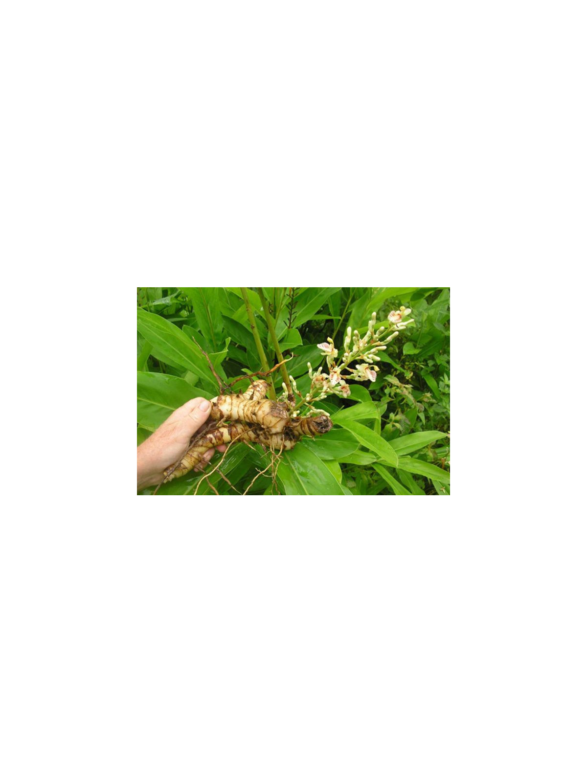 Alpinia galanga - Gingembre rouge