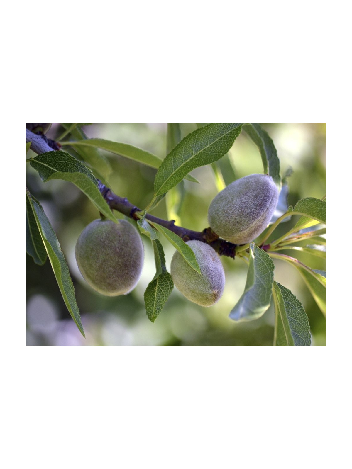 Prunus dulcis 'Texas' / Amandier