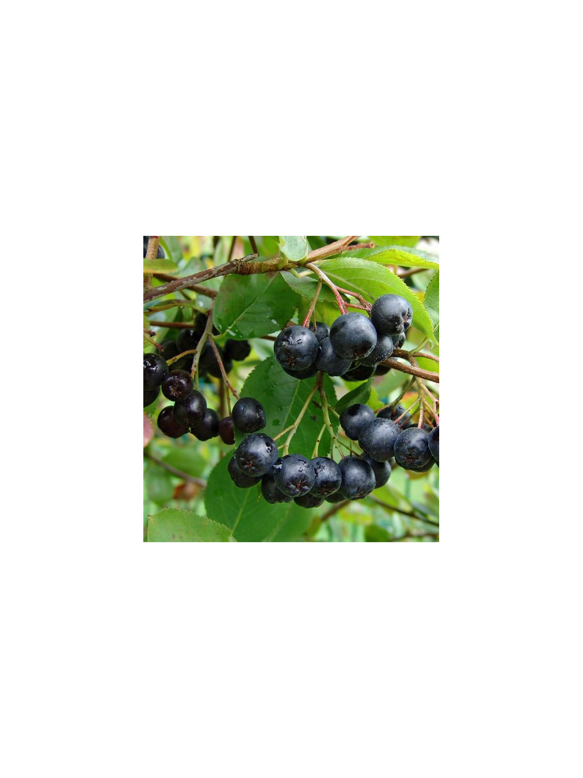 Aronia melanocarpa 'Hugin' / Aronie