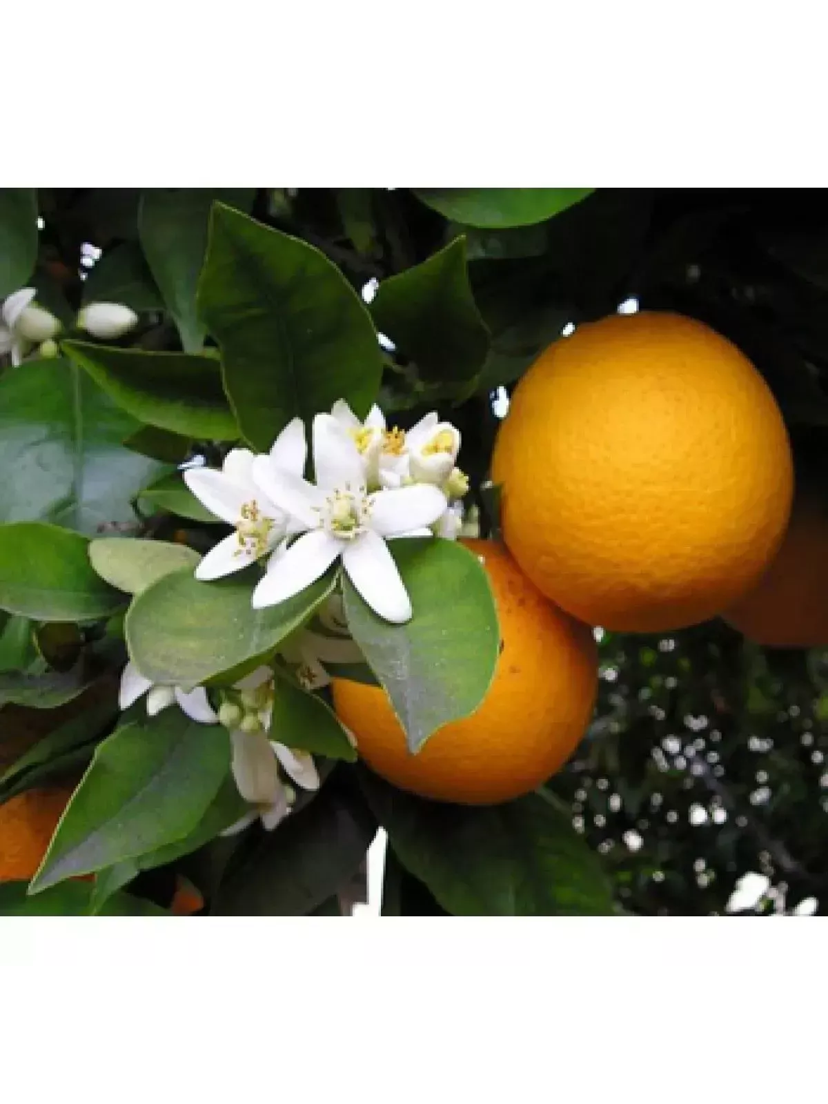 Citrus x aurantium / Bigaradier - Orange amère