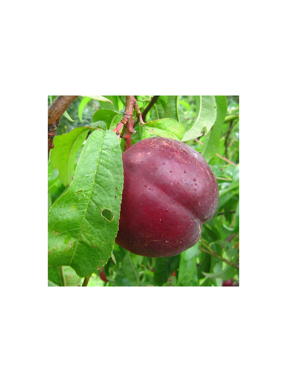 Prunus persica 'Nectarose' / Brugnonier à chair blanche