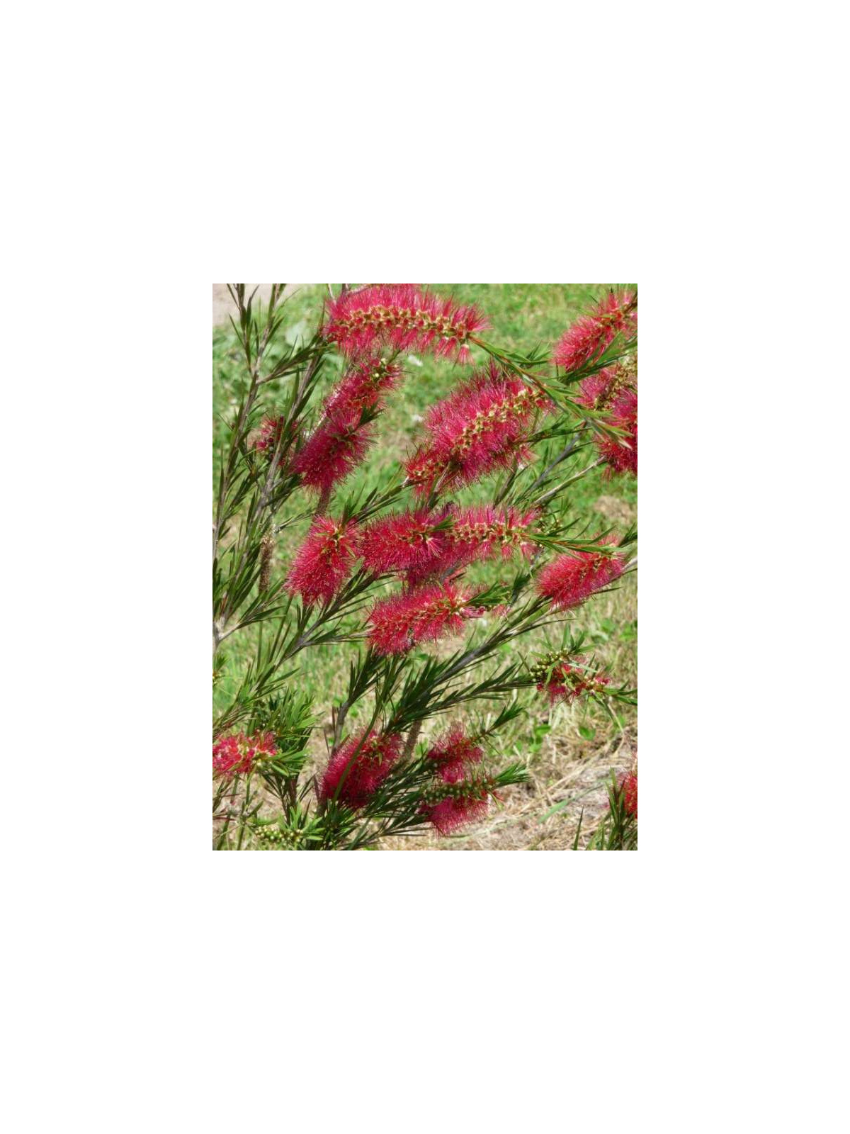Callistemon 'Rigidus' / Rince bouteille