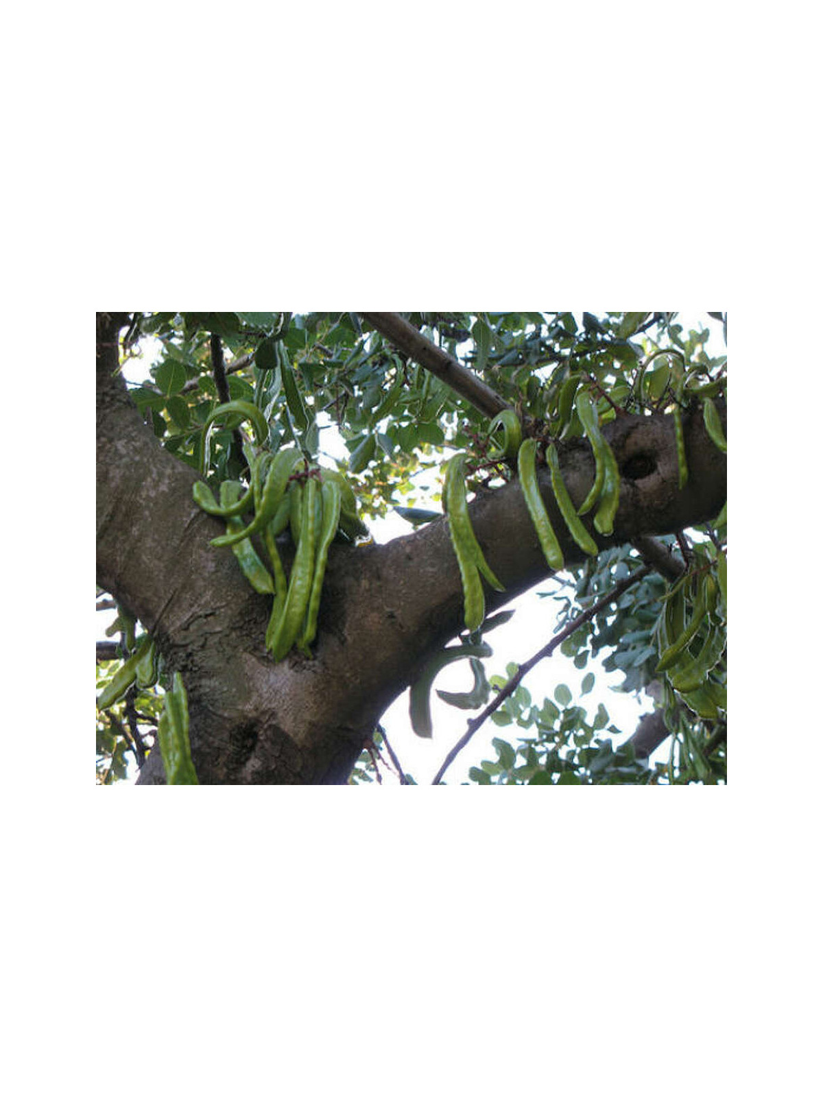 Ceratonia siliqua / Caroubier