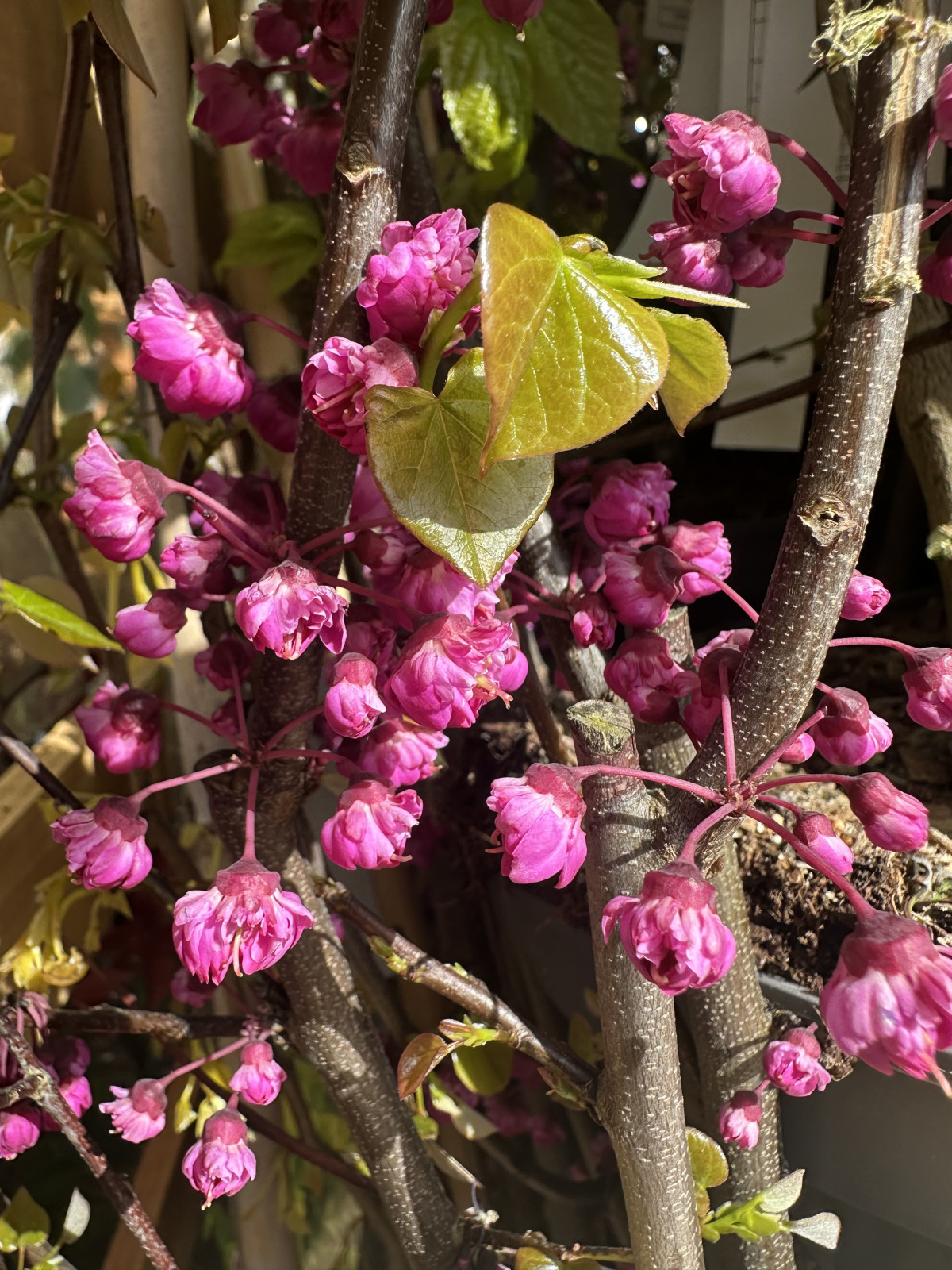 Arbre de judée - Cercis canadensis pink pompom