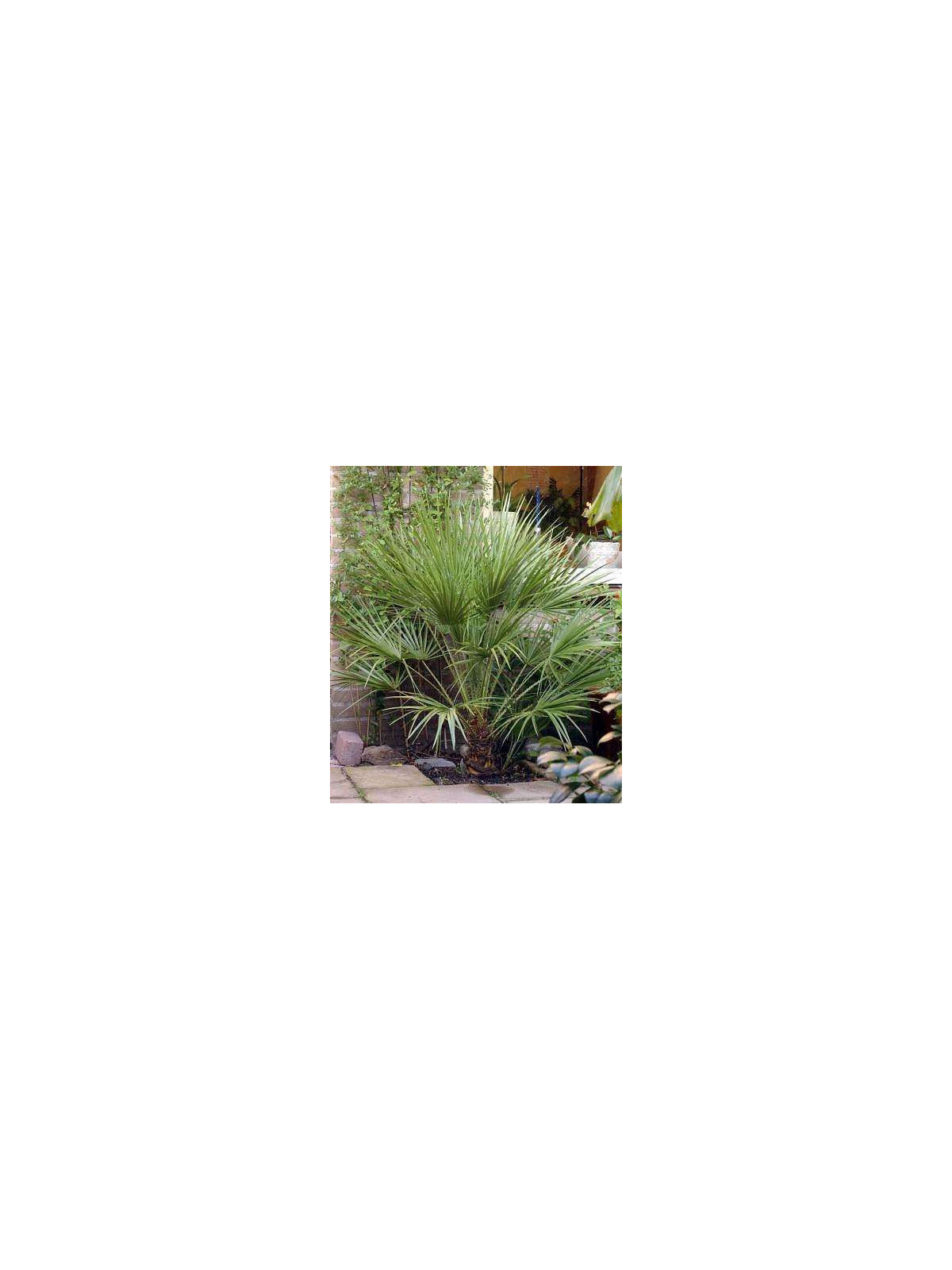 Chamaerops humilis / Palmier nain