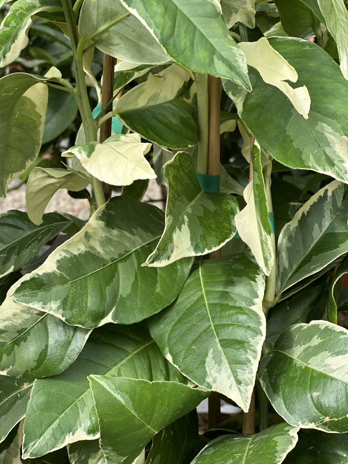 Citrus limon iris variegata - Citron panaché