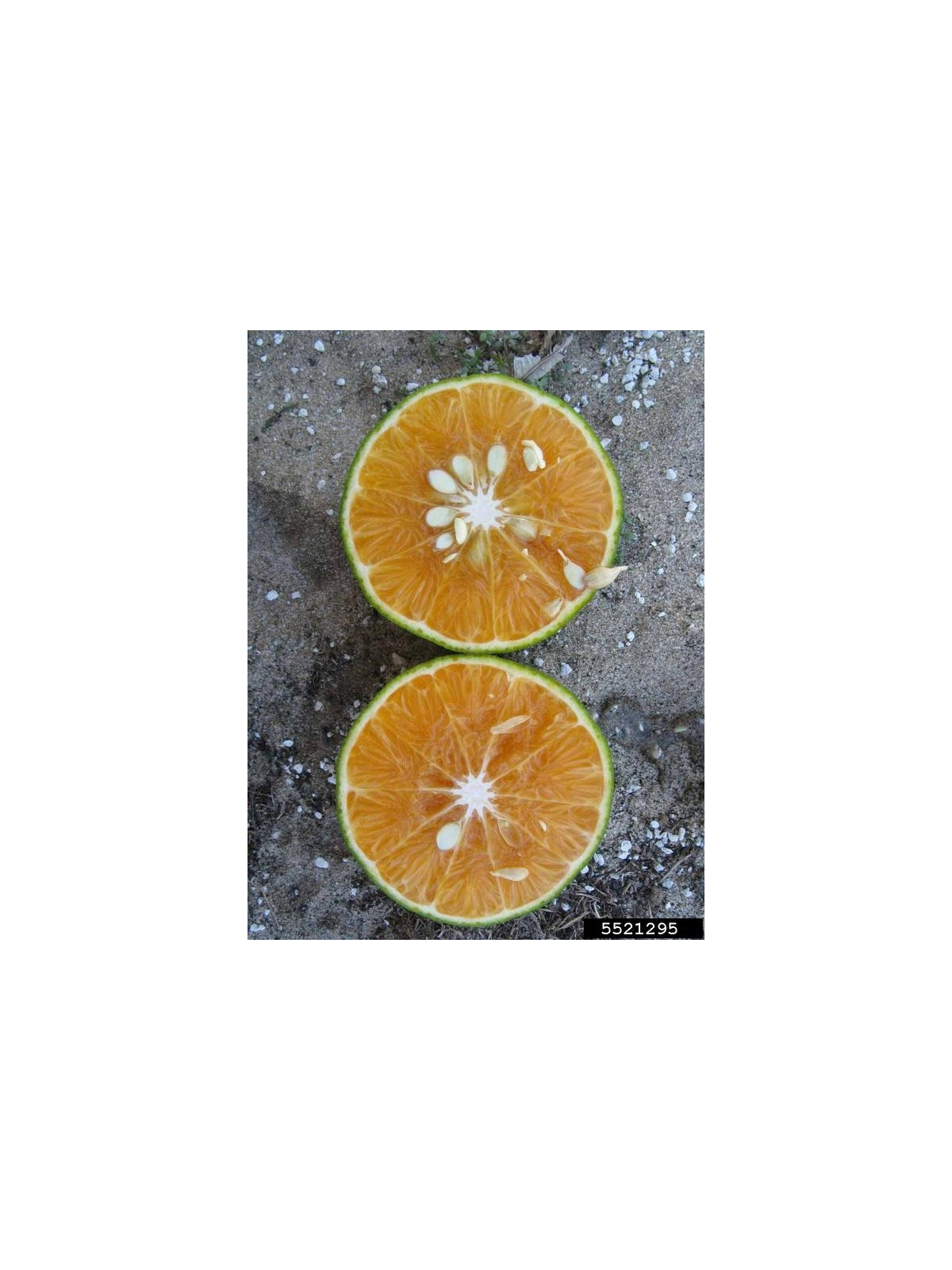 Citrus x tangor 'Murcott' / Mandarine