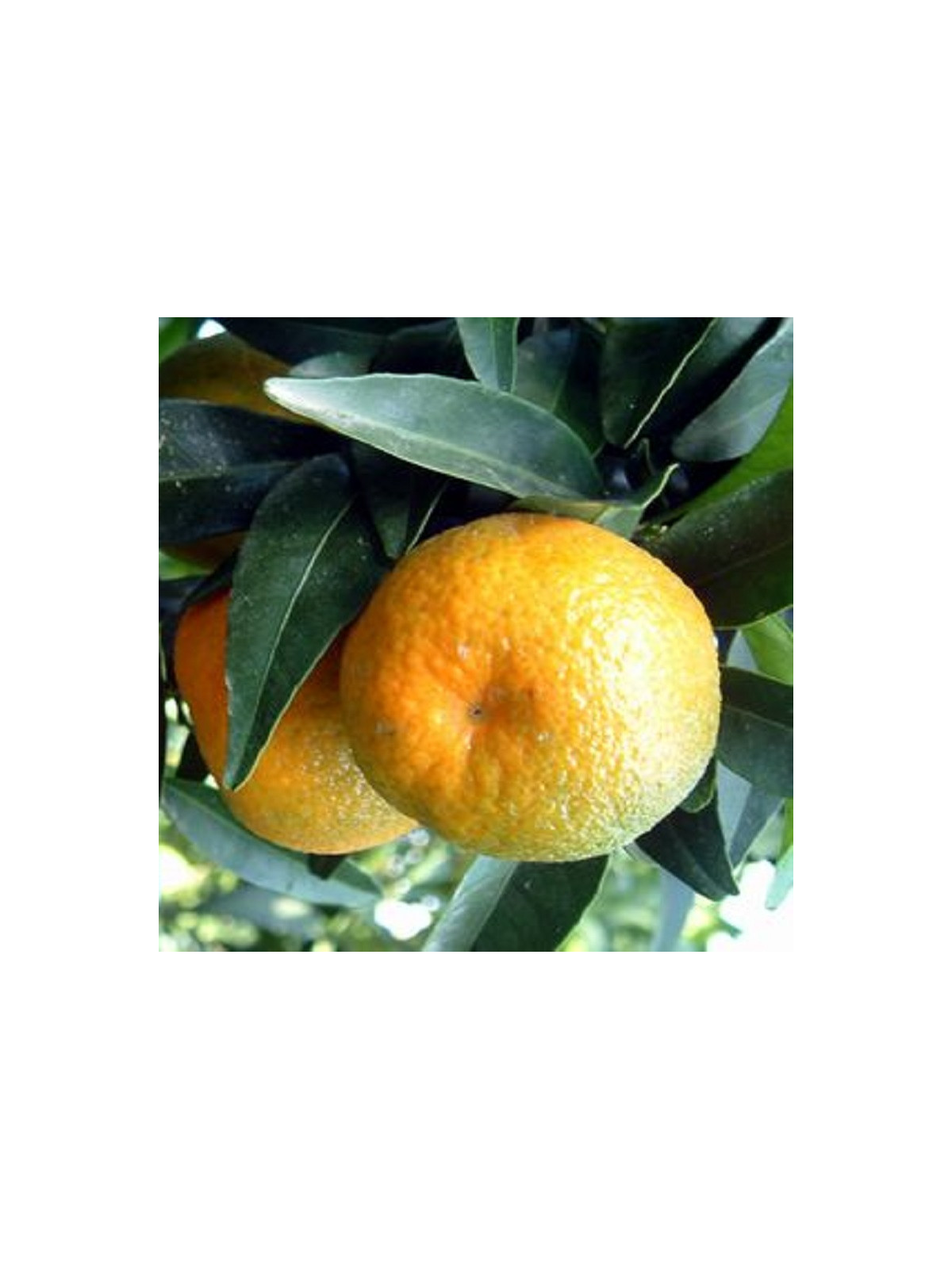 Citrus clementina 'Caffin' / IGP clementine Corse