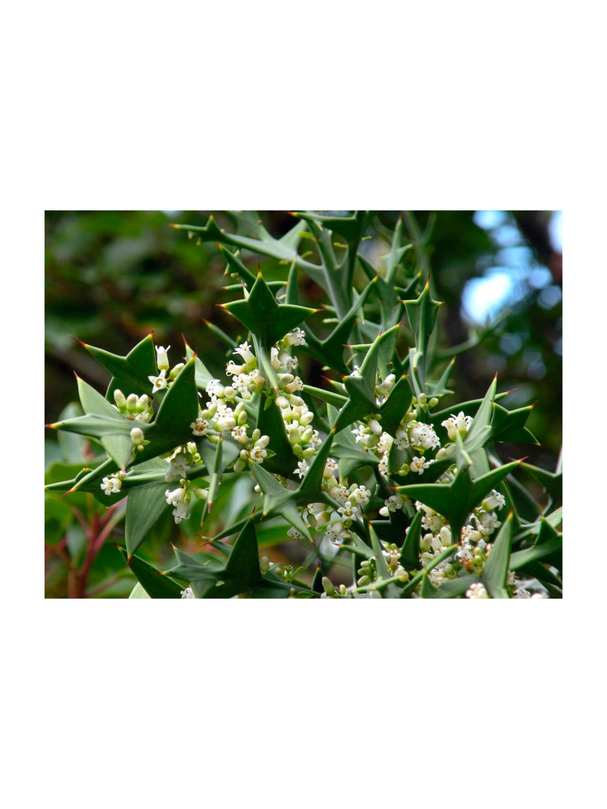 Colletia paradoxa (syn. cruciata)