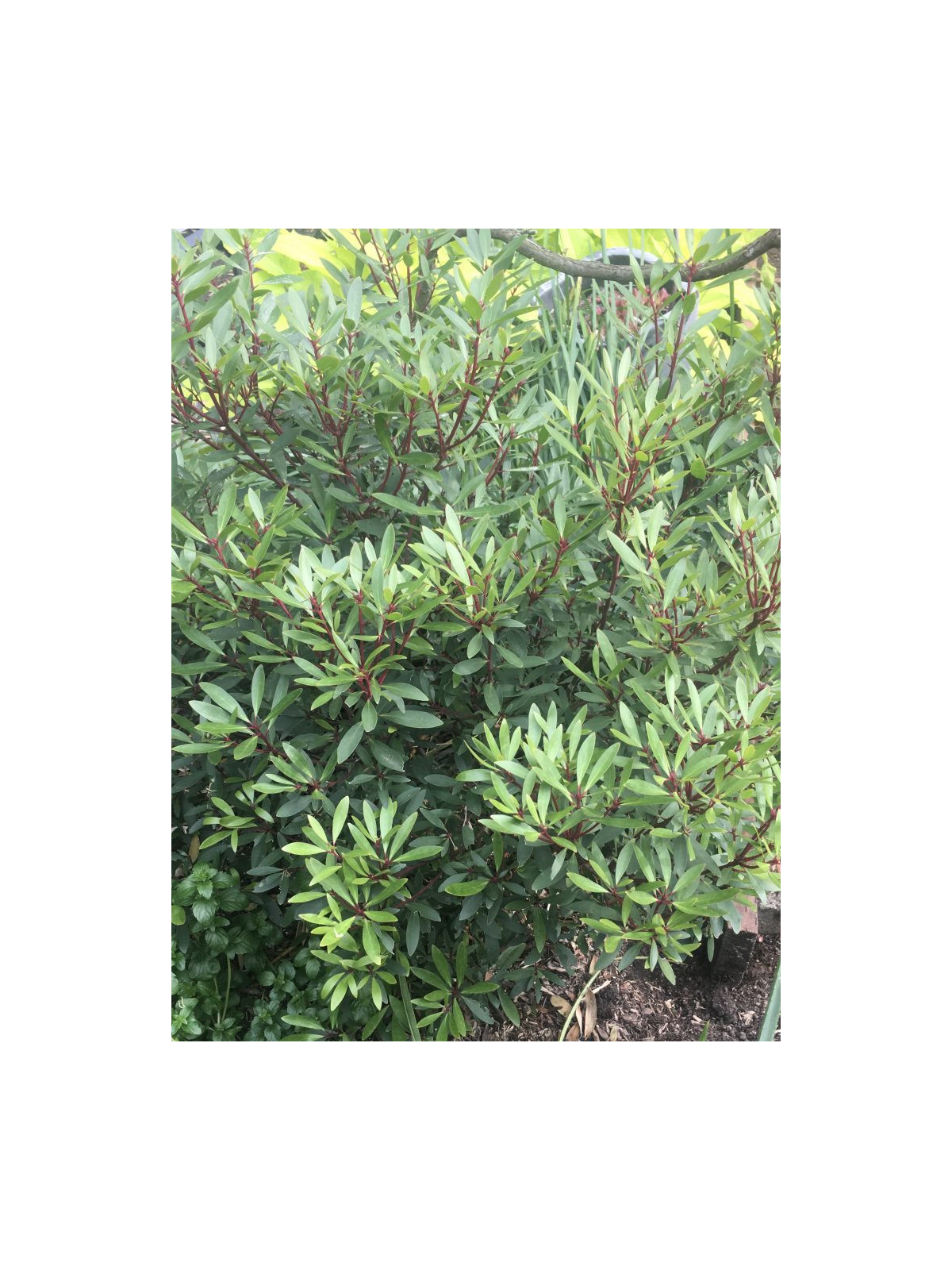 Drimys aromatica Mâle/ Poivre de Tasmanie (Tasmannia lanceolata)