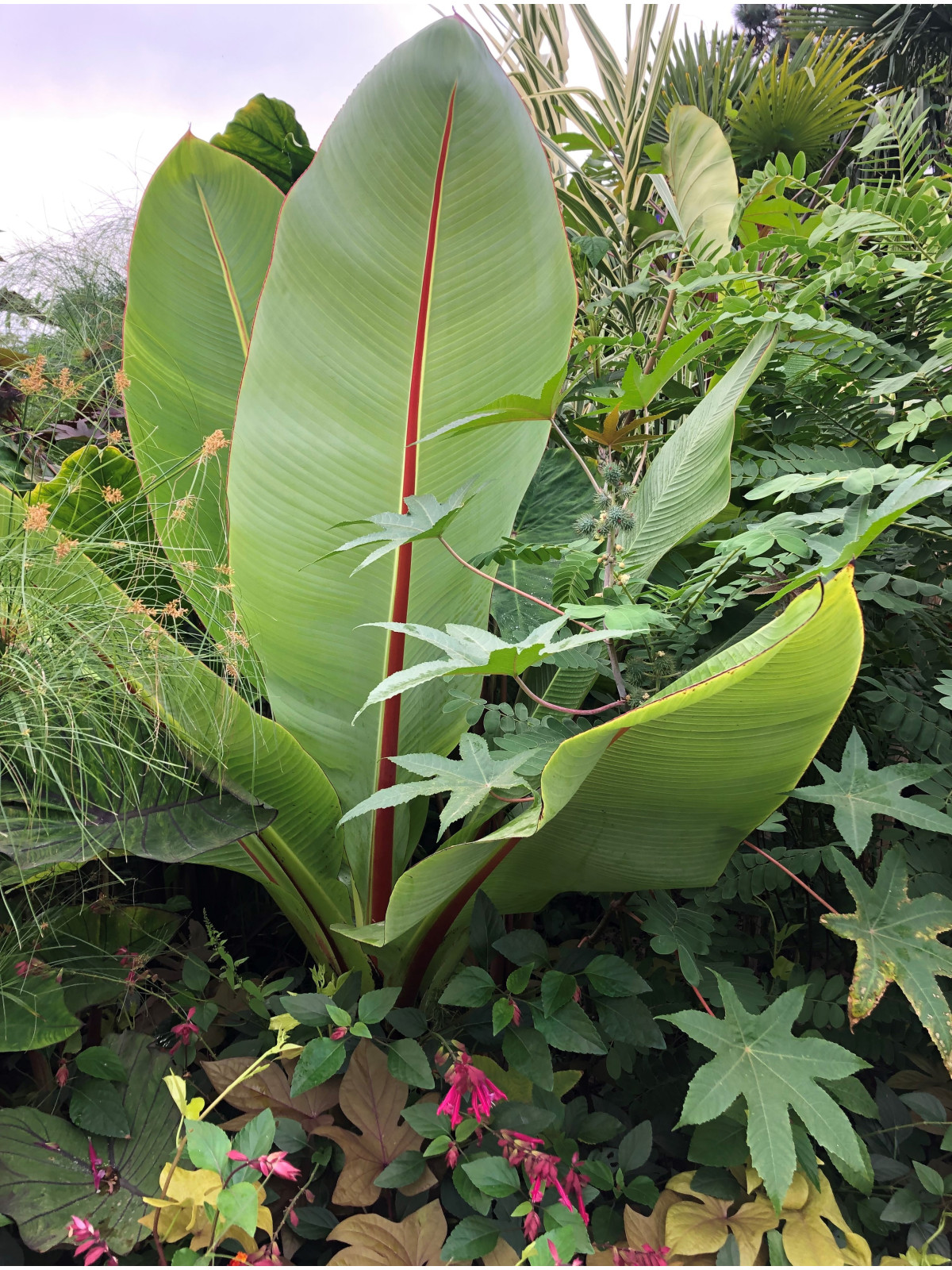 Ensete ventricosum* / Bananier