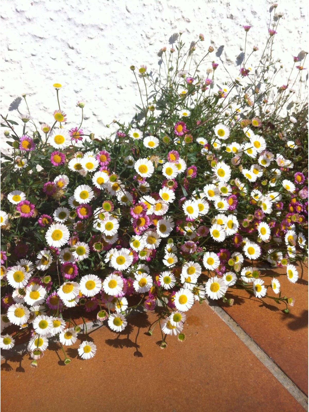 Erigeron karvinskianus (wittadinia)