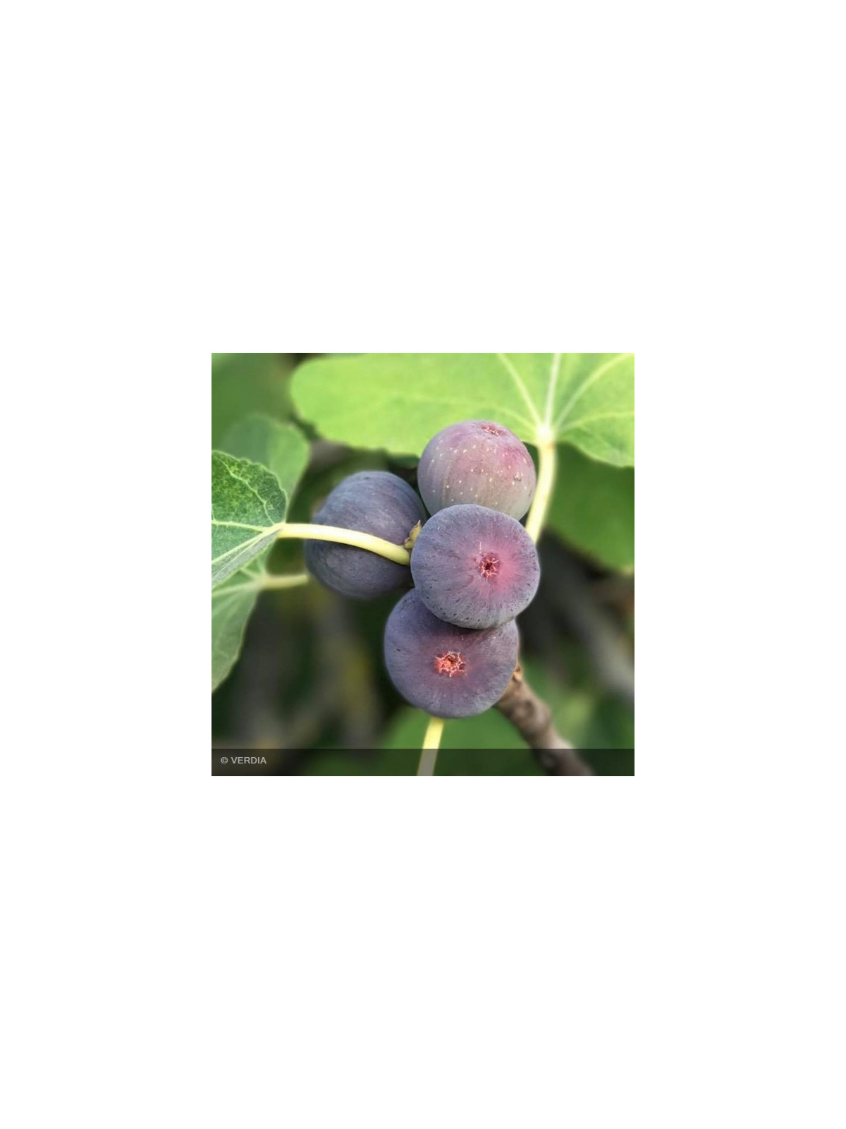 Ficus carica Figality® / Figuier nain