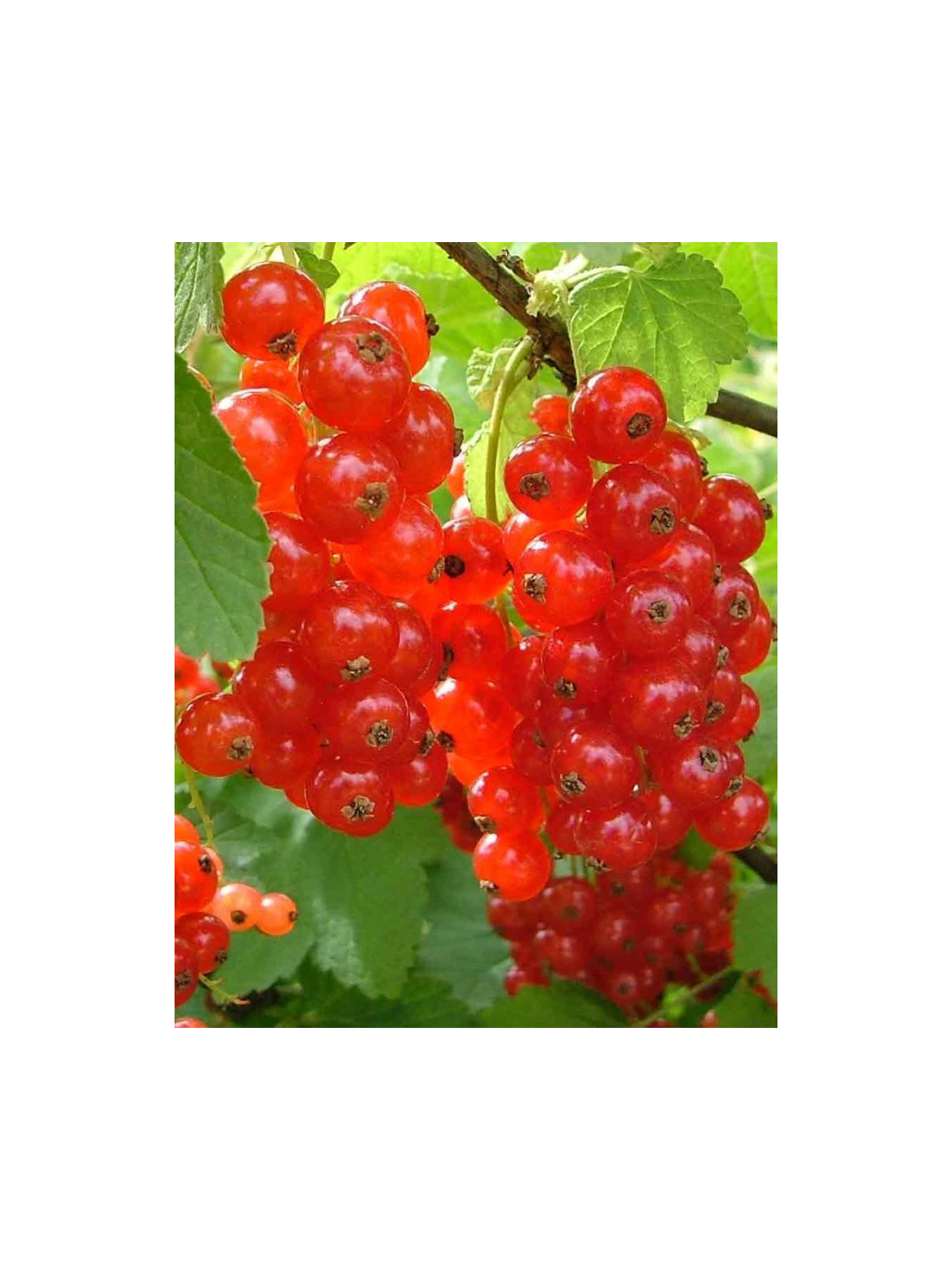 Ribes rubrum ‘Junifer’ / Groseillier à grappes rouge