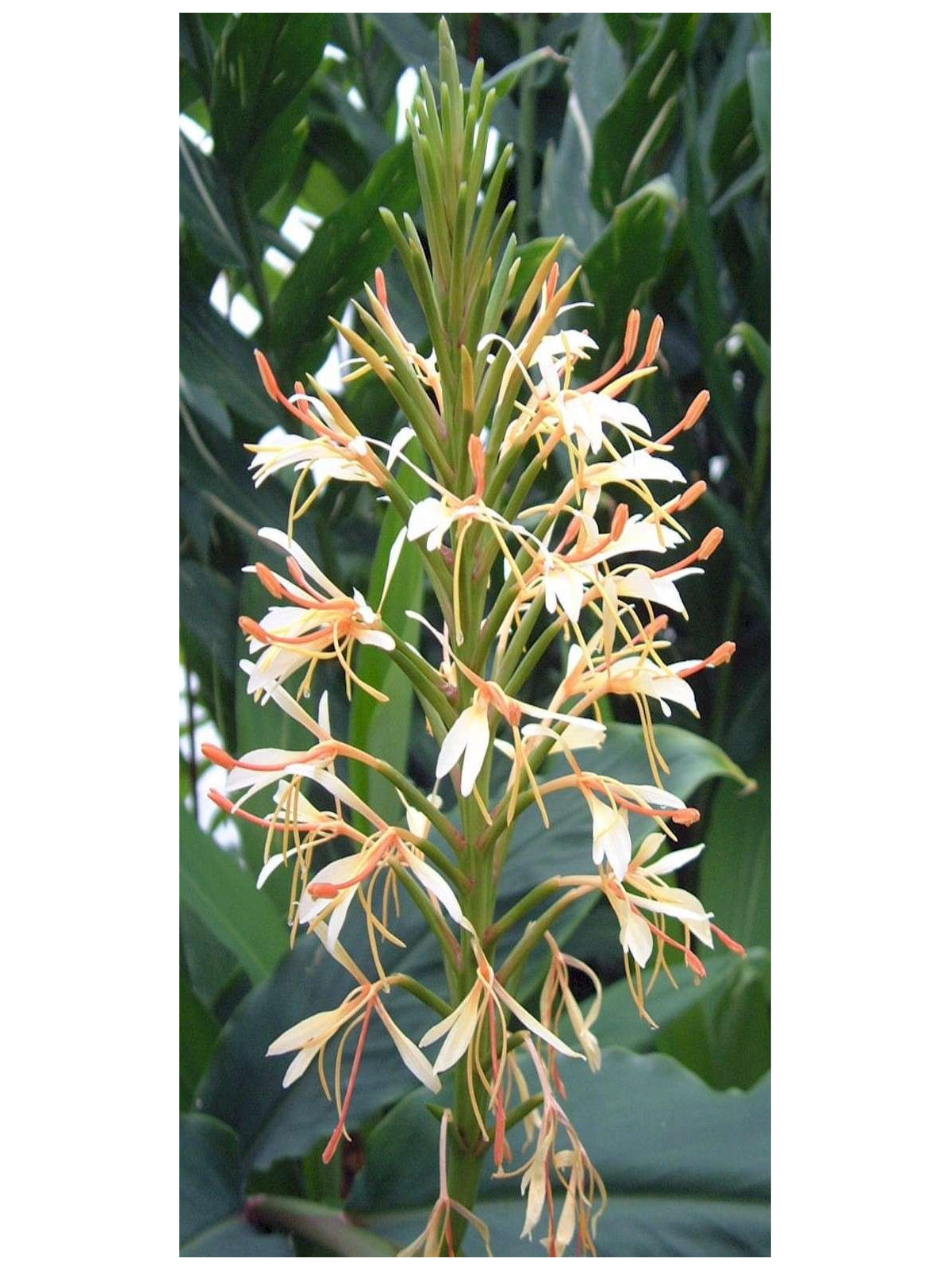 Hedychium spicatum