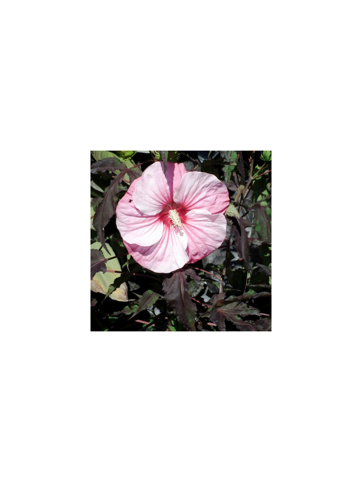 Hibiscus carrousel 'Pink candy'