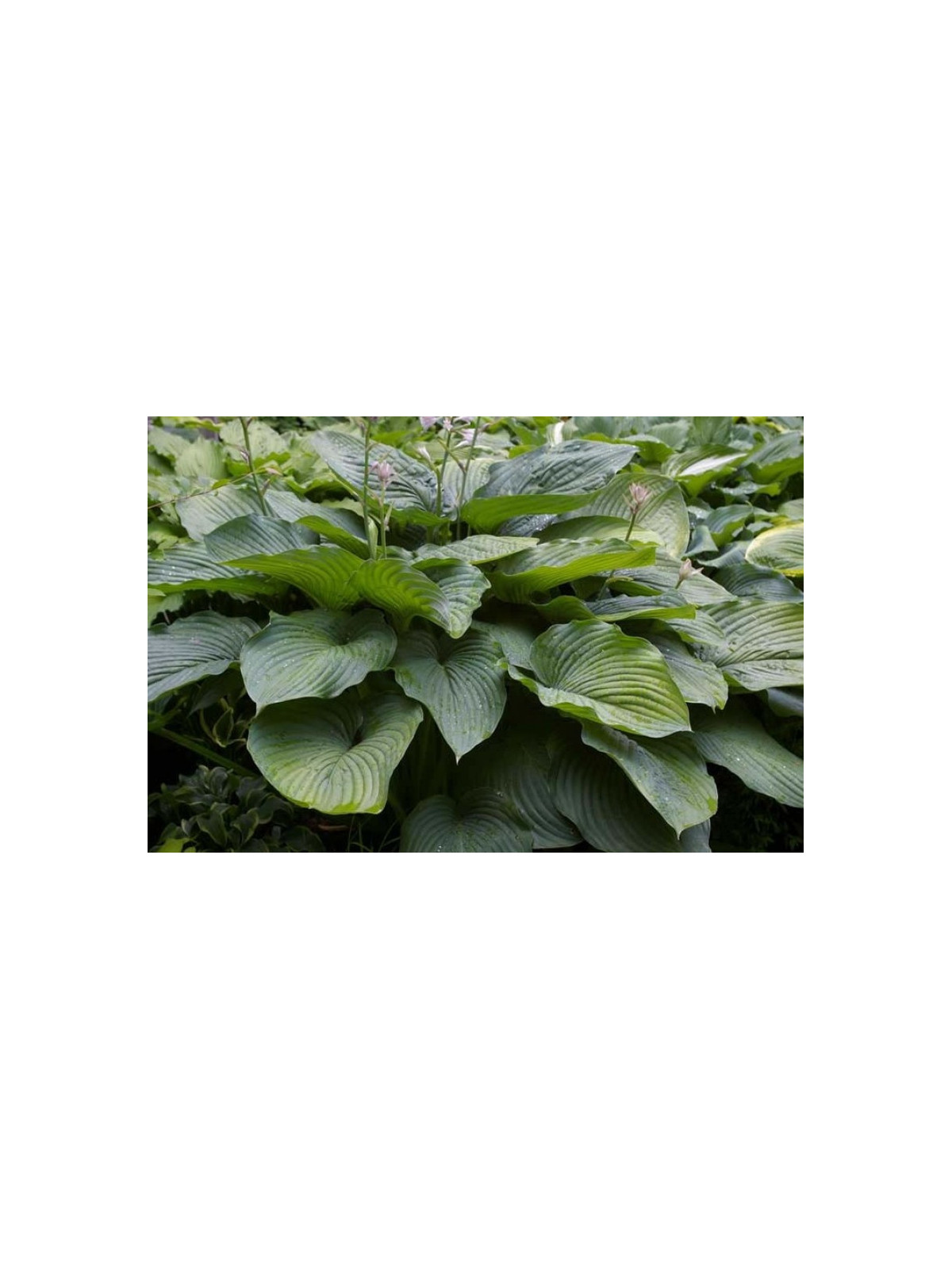 Hosta 'Empress wu'