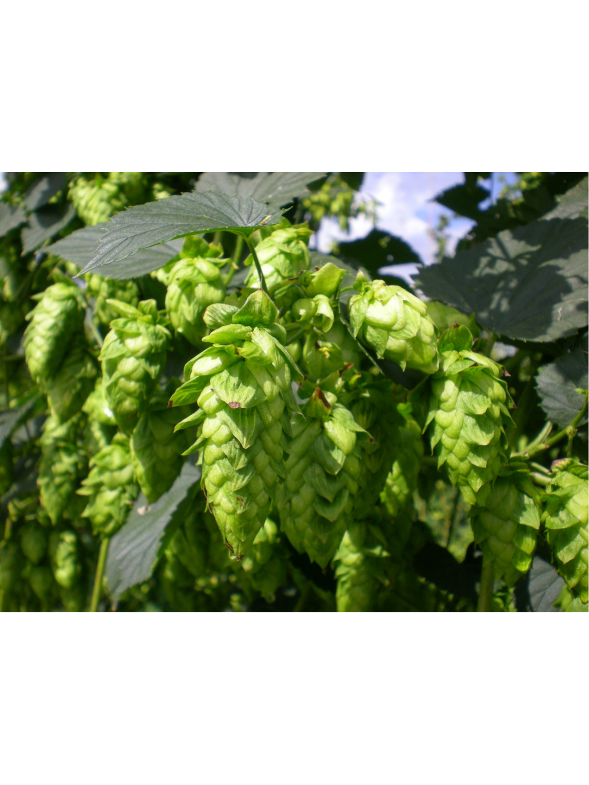 Humulus lupulus 'Fuggle' / Houblon