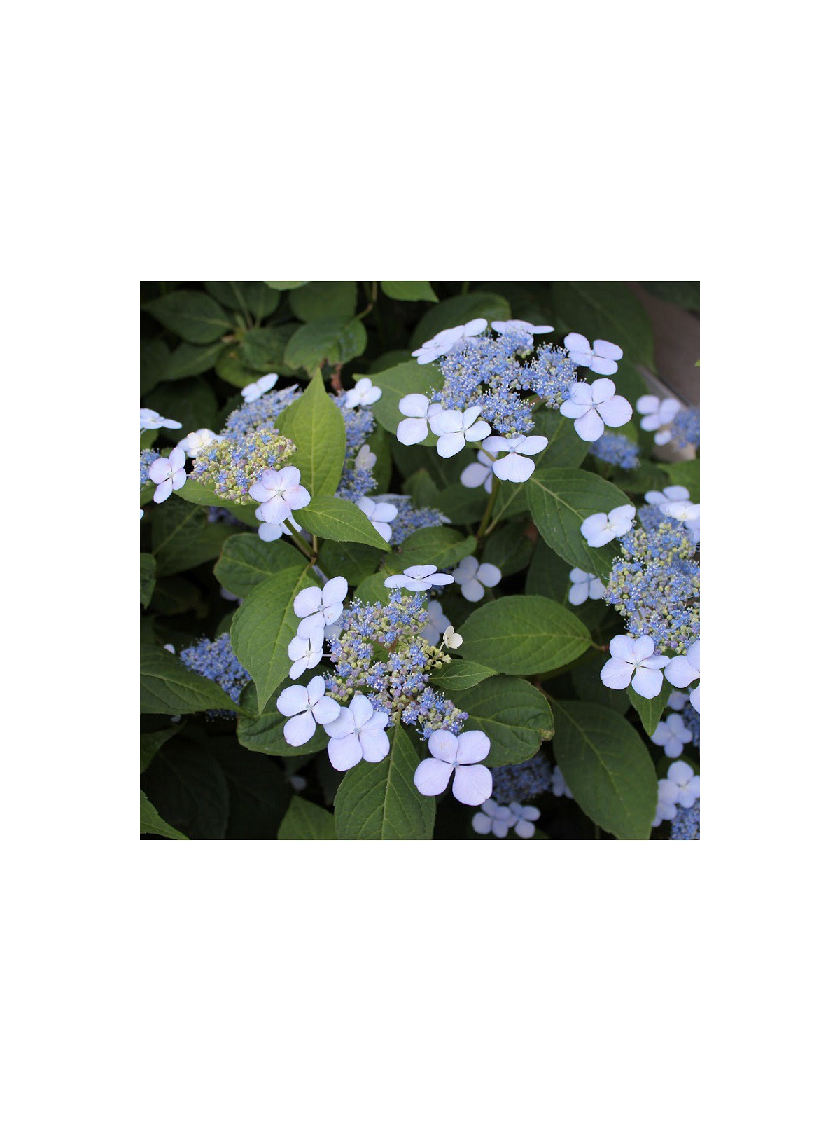 Hydrangea serrata 'Blue Bird'