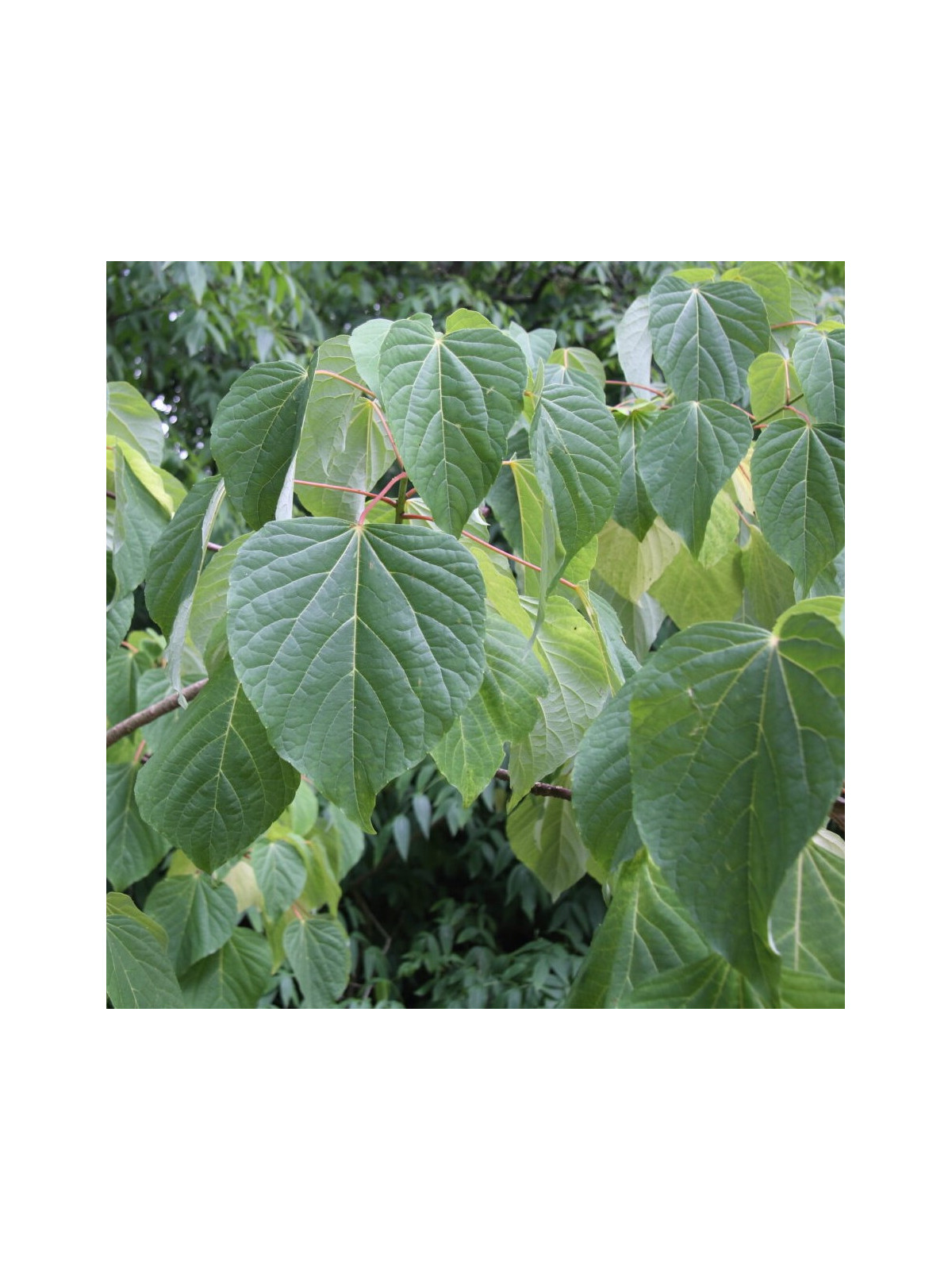 Idesia polycarpa