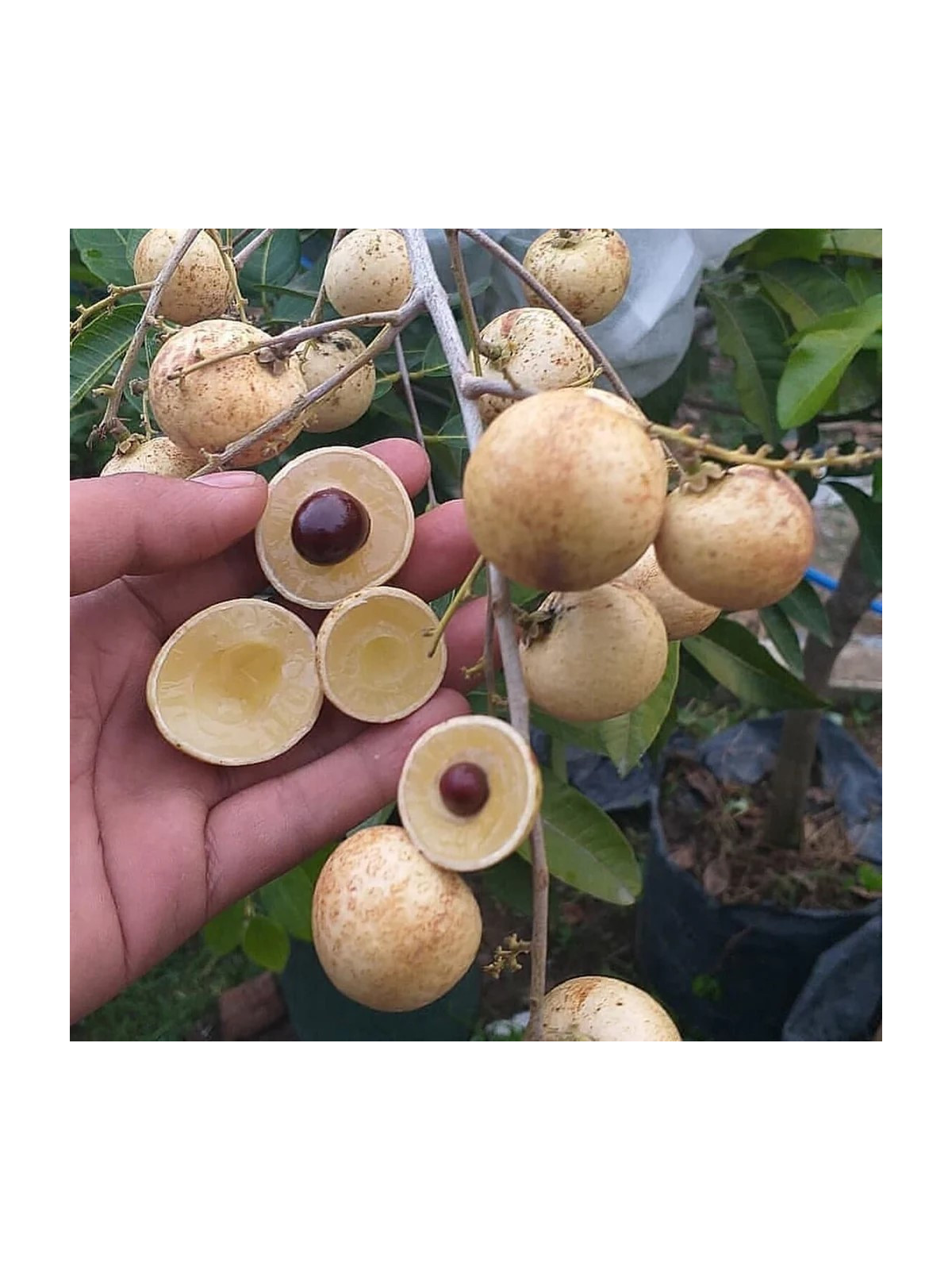 Dimocarpus longan / Longane
