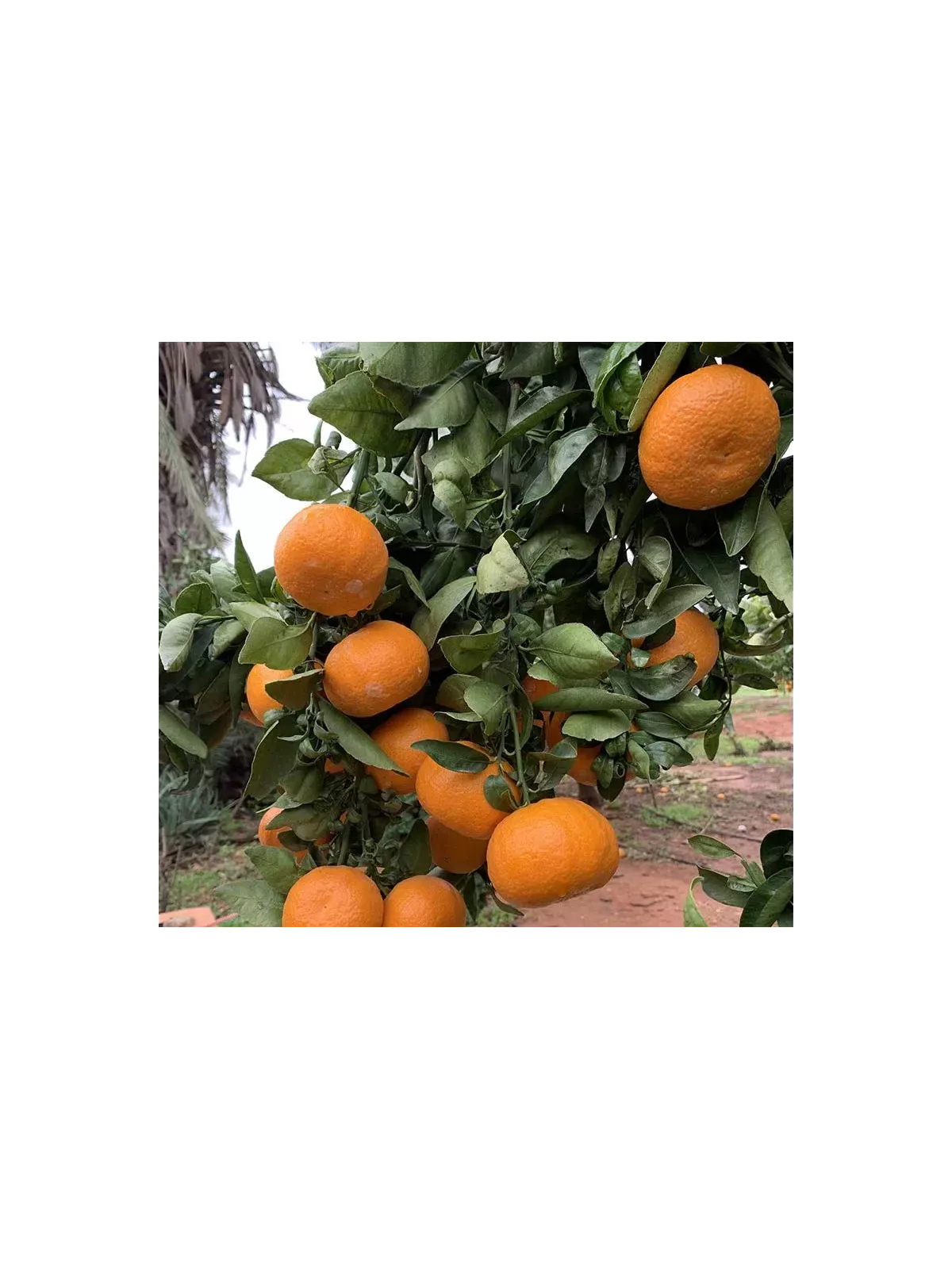 Citrus reticulata encore - Mandarine Encore