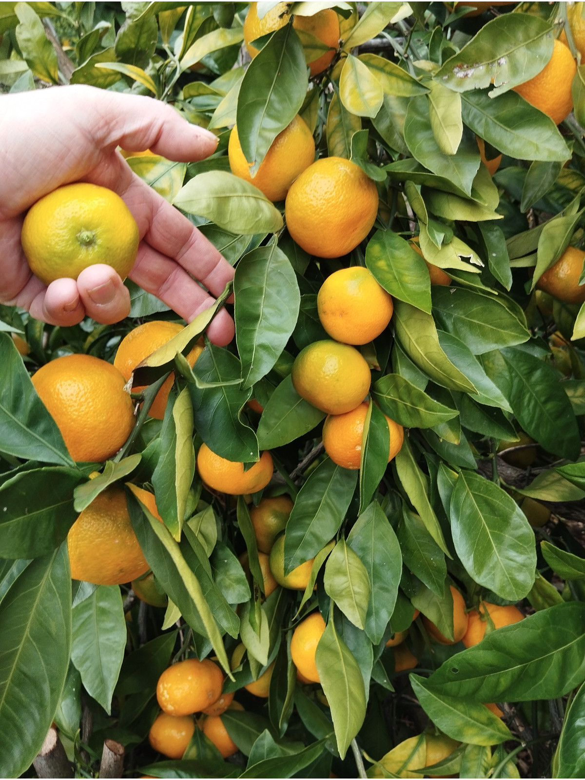 Citrus x unshiu 'Okitsu' / Mandarinier satsuma