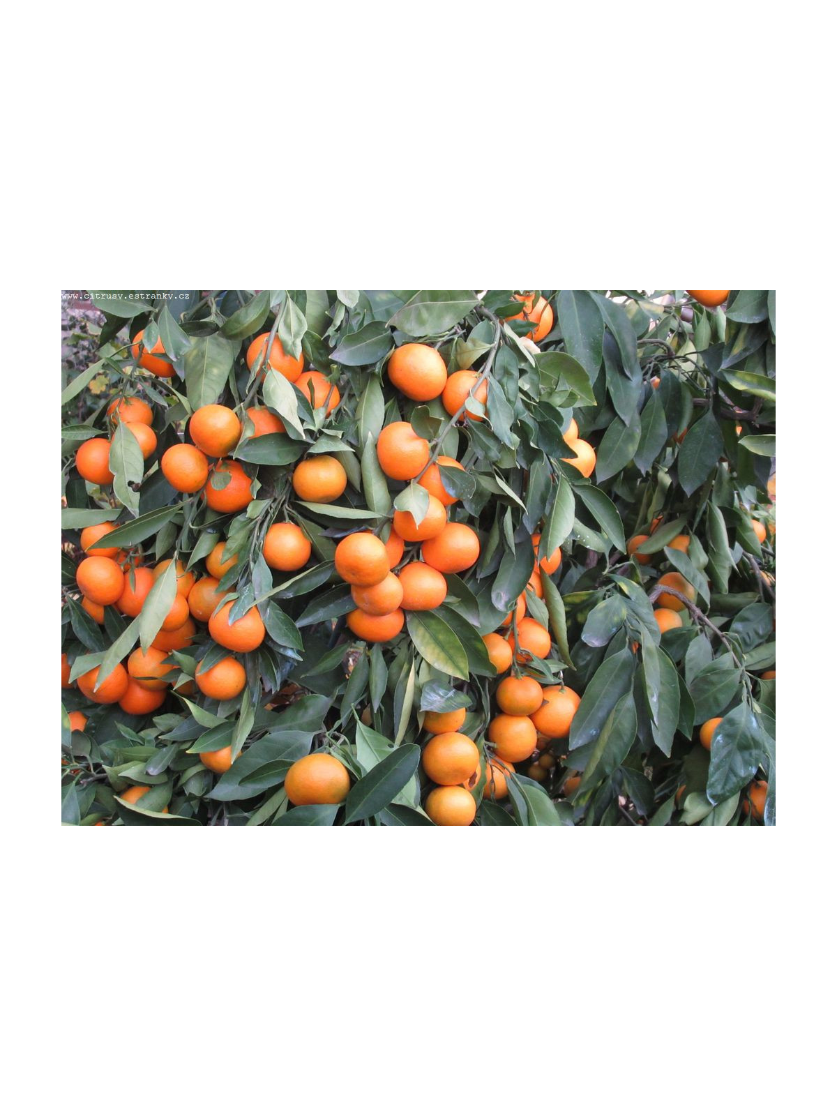 Citrus x unshiu 'Silverhill' / Mandarinier satsuma