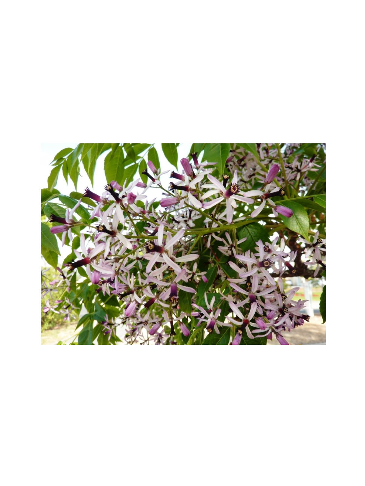 Melia Azedarach, Lilas de Perse, Margousier