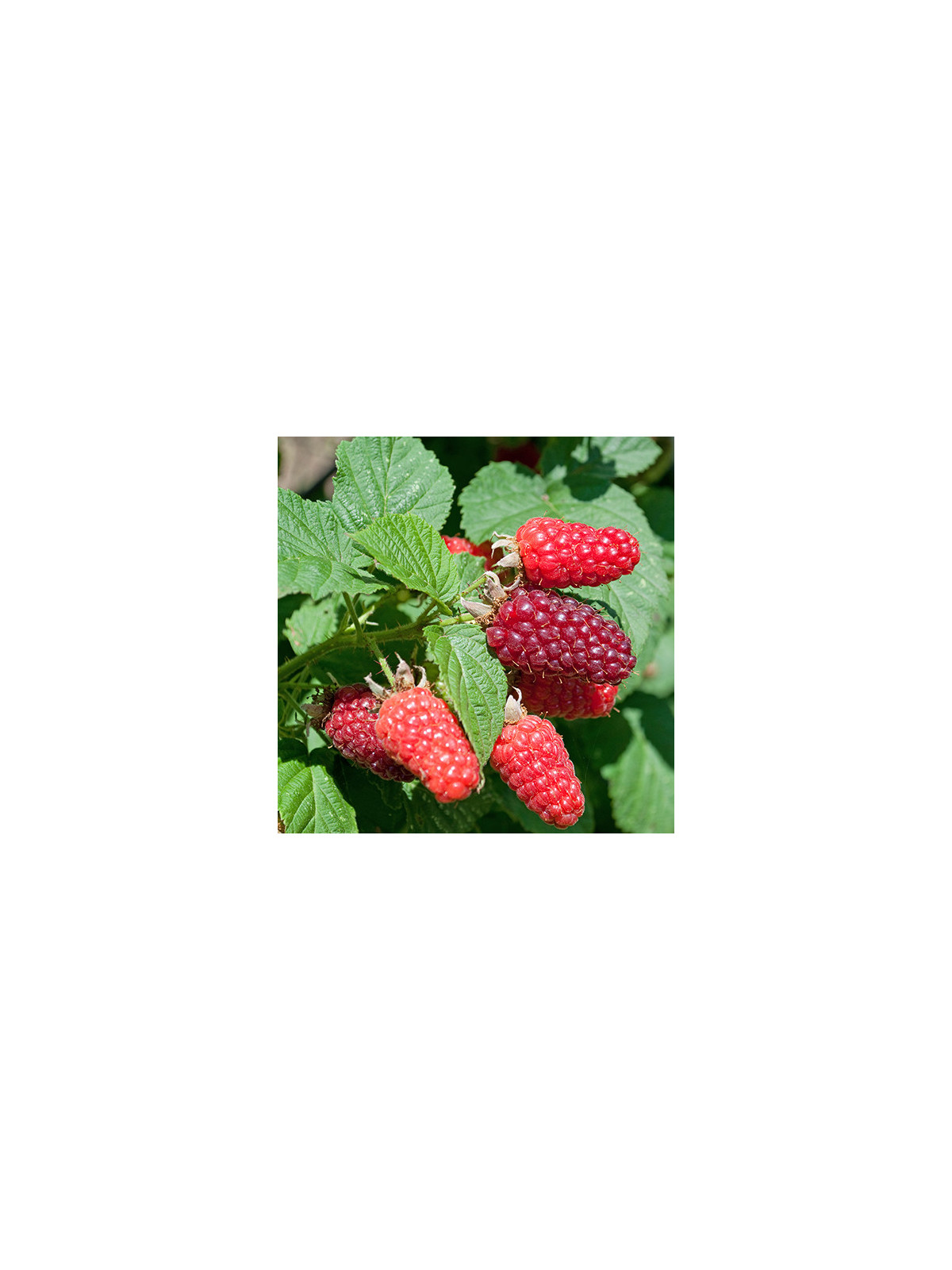 Rubus fruticosus (x) idaeus 'Tayberry Buckingham'/ Mûre-framboise