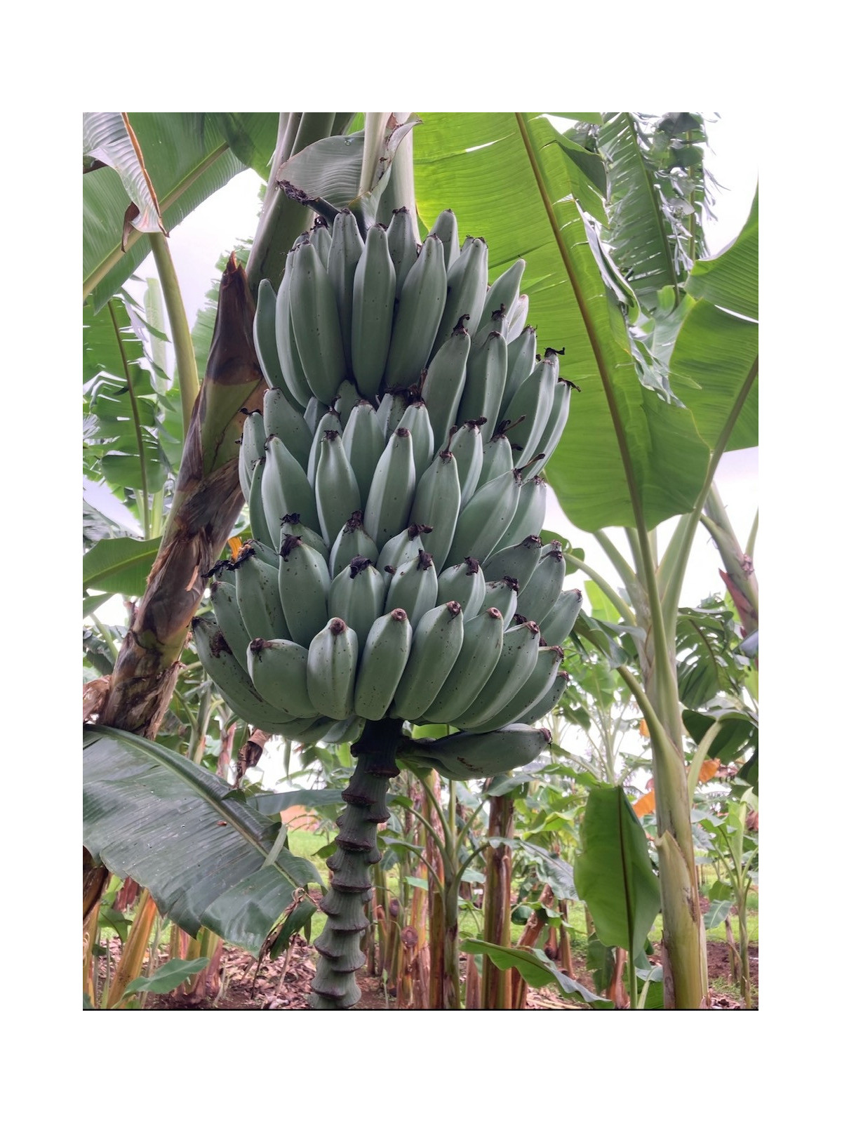 Musa ice cream - blue java ( le vrai )