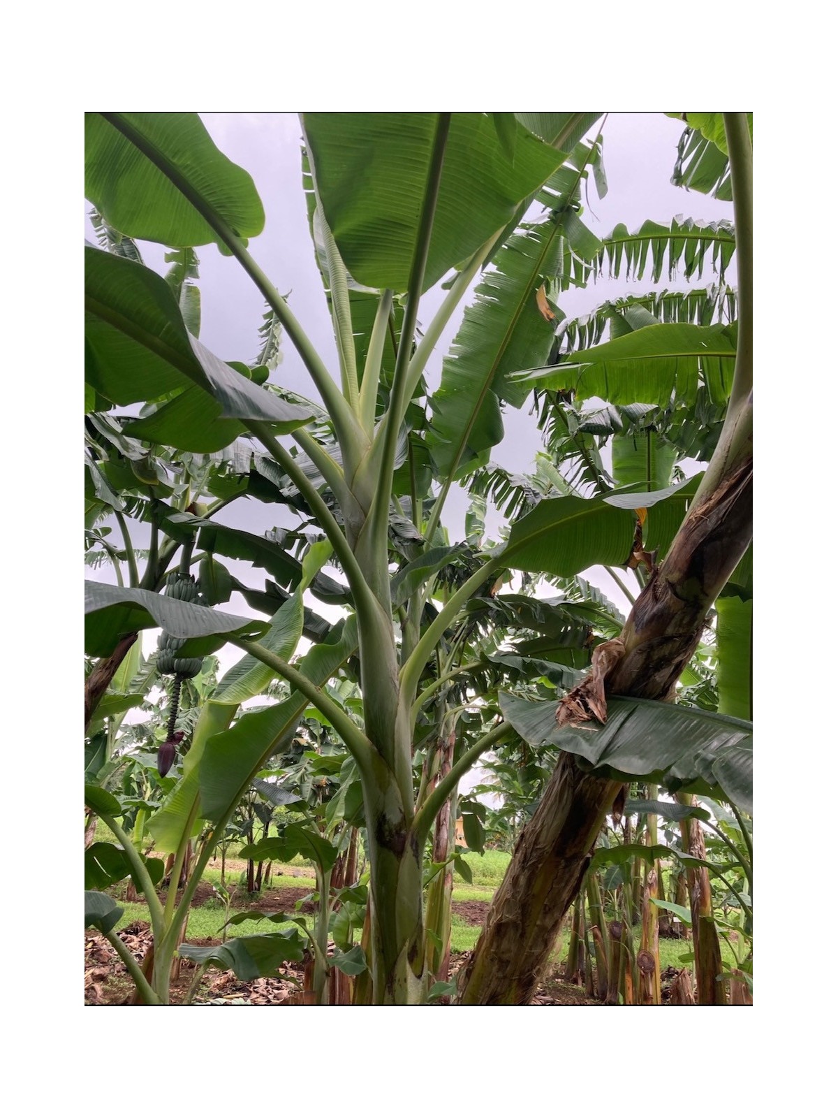 Musa ice cream - blue java ( le vrai )