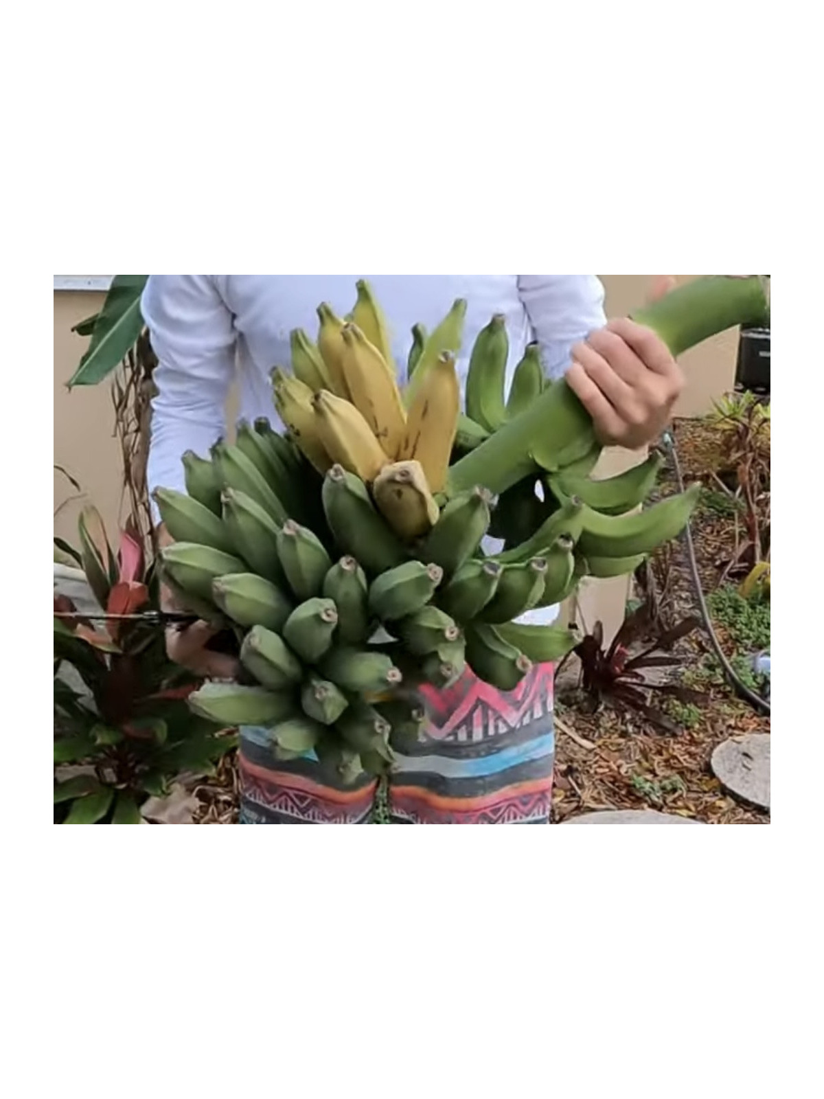 Musa 'Dwarf brazilian'* / Bananier fruit