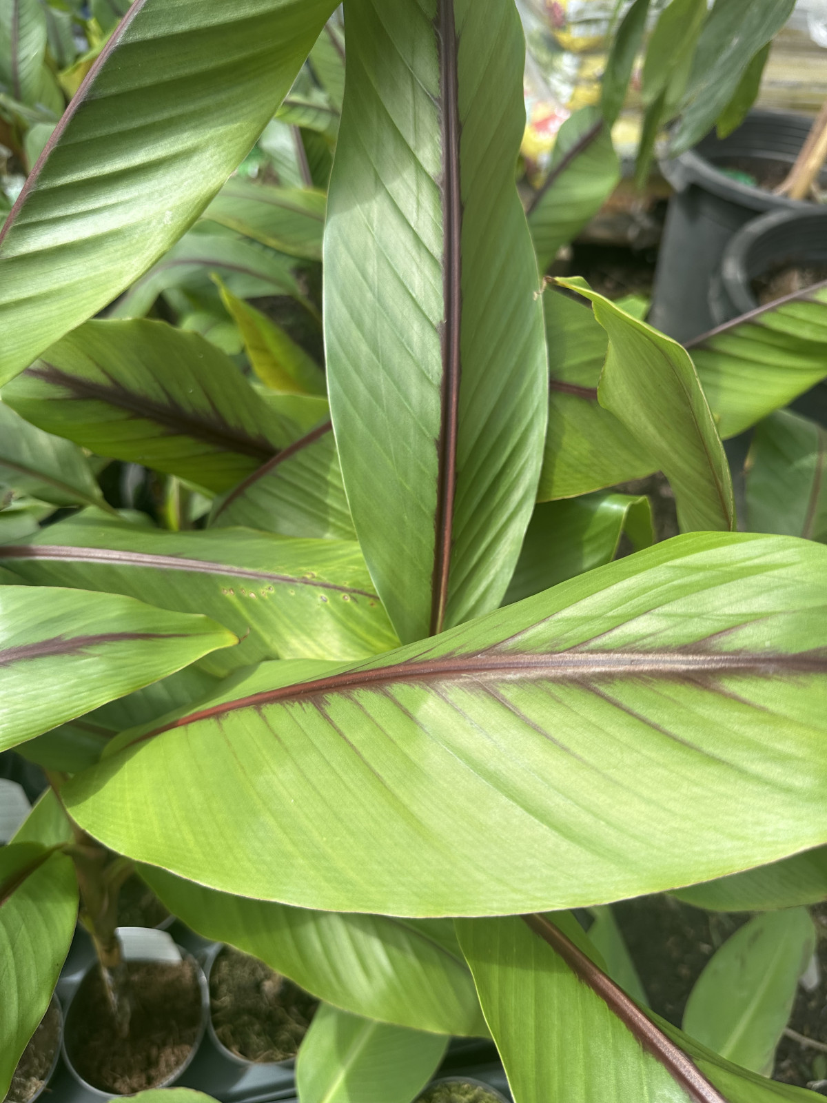 Musa itinerans indian form