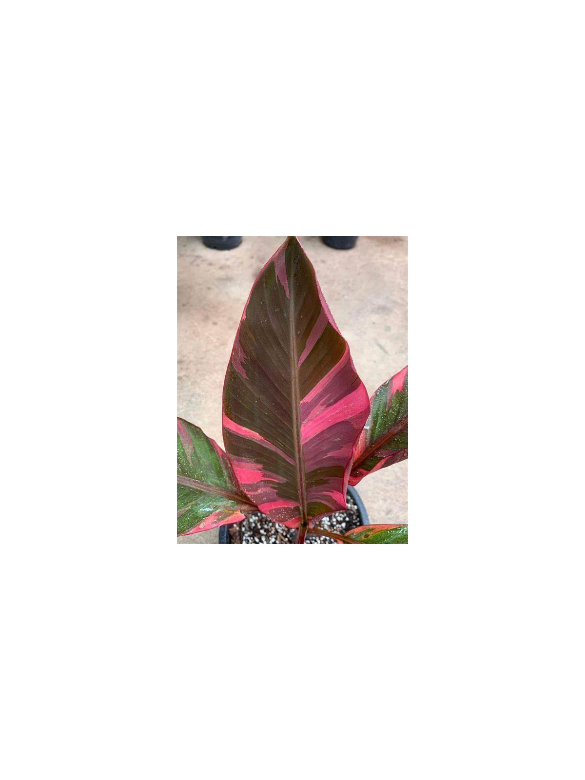 Musa 'Nono pink variegata'* / Bananier