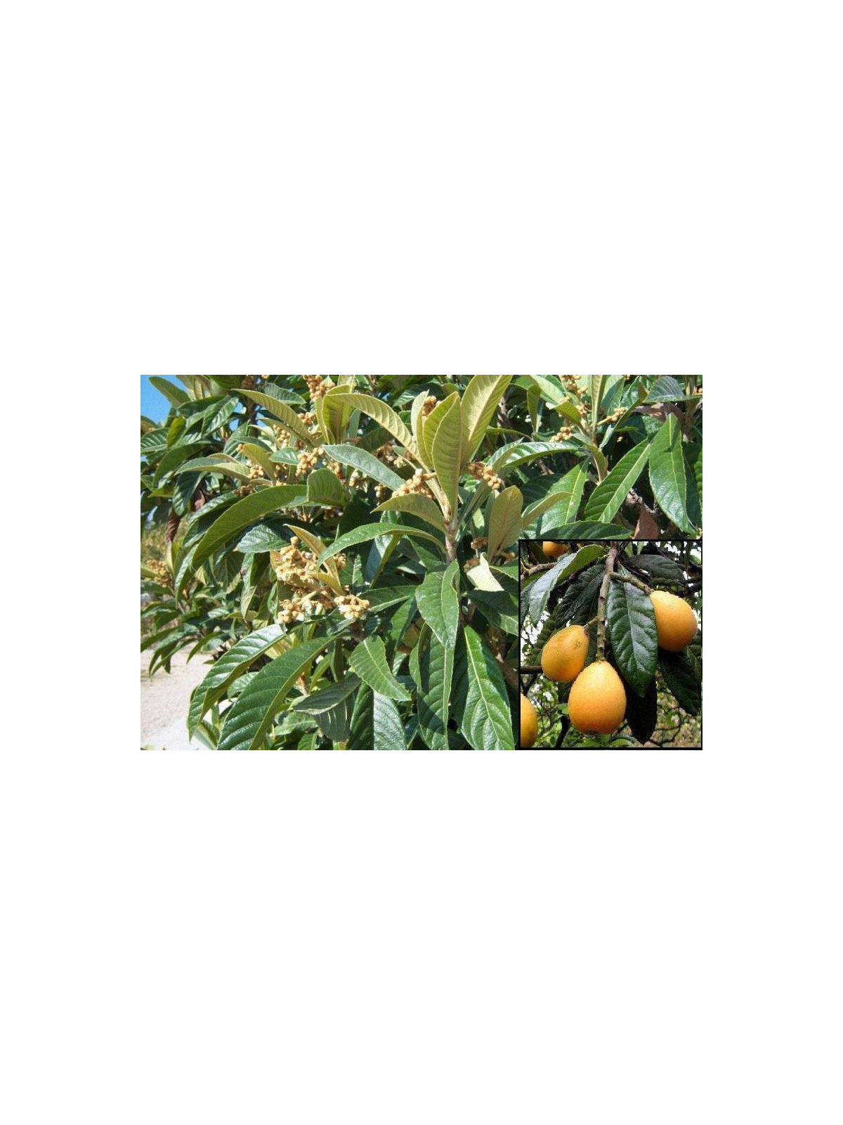 Eriobotrya japonica / Néflier du Japon