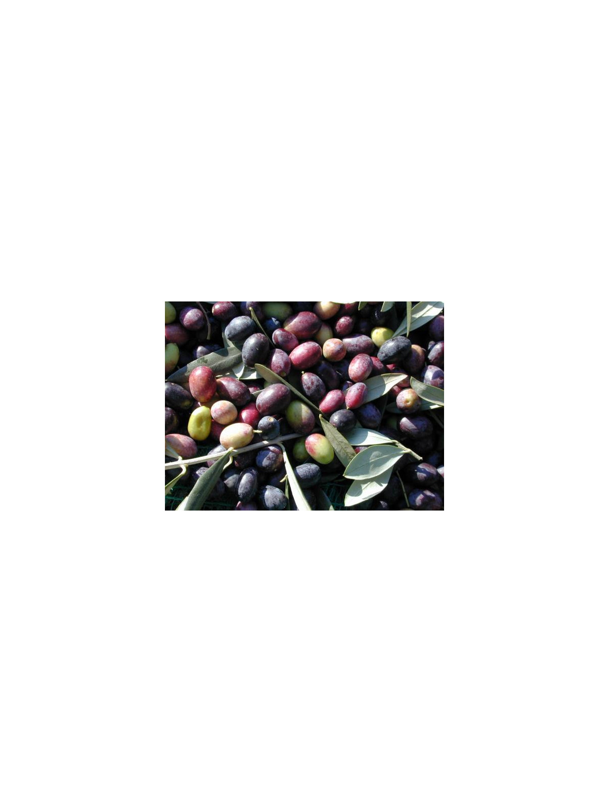 Olea 'Cailletier' / Olivier à fruit