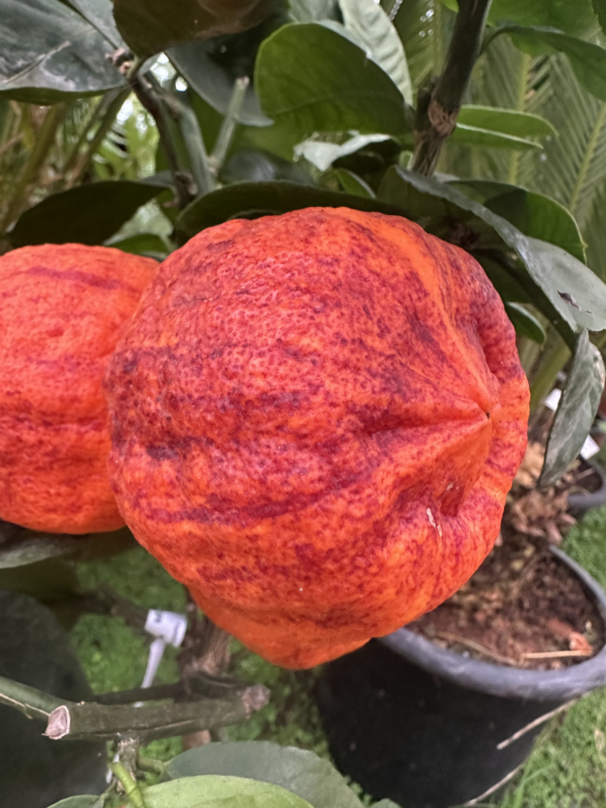 Citrus x sinensis 'Arcobal' / Oranger