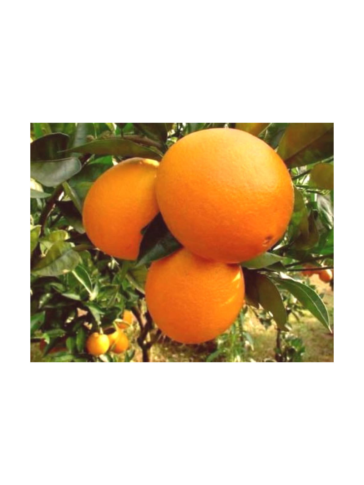 Citrus x sinensis 'Thomson Navel' / Oranger