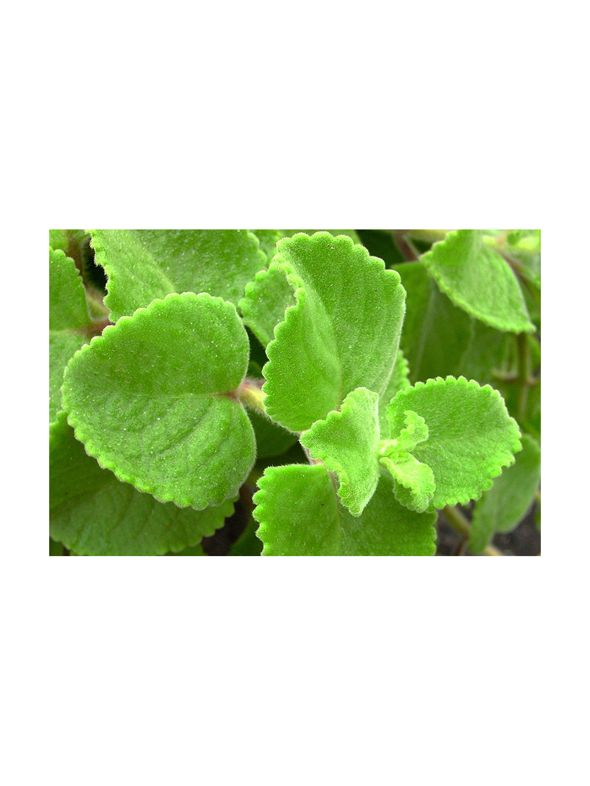 Origan cubain - Gros thym antillais - Plectranthus amboinicus