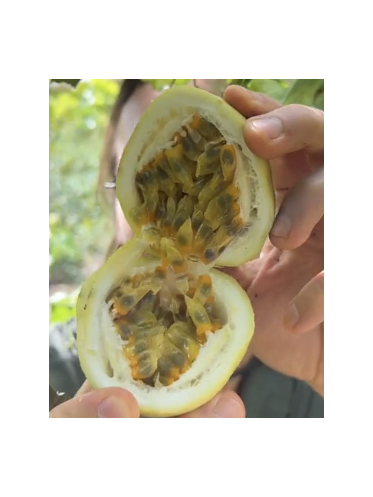 Passiflora edulis 'Panama gold' / Passiflore / Fruit de la pas.