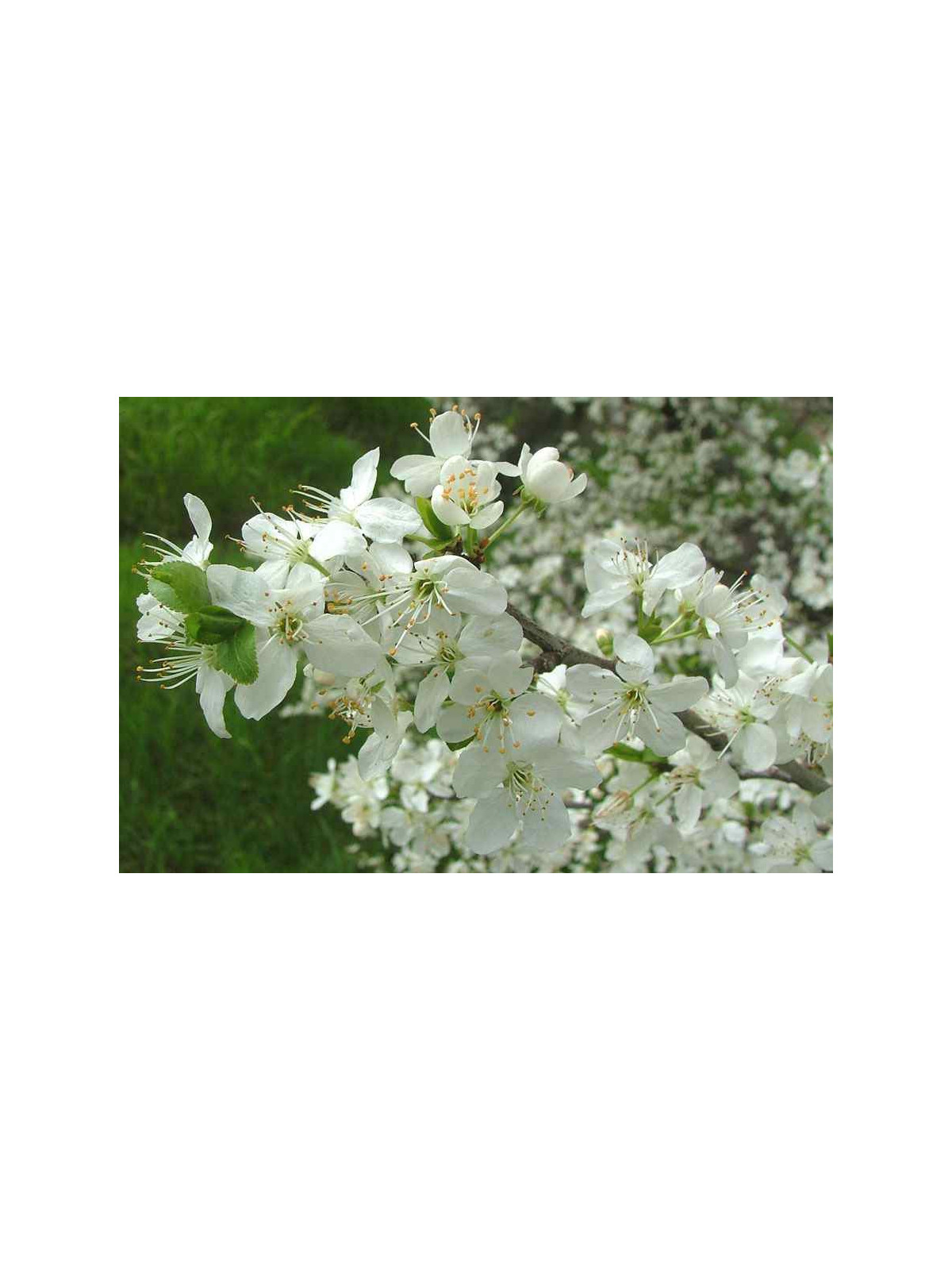 Prunus cerasifera / Prunier Myrobolan Porte greffe