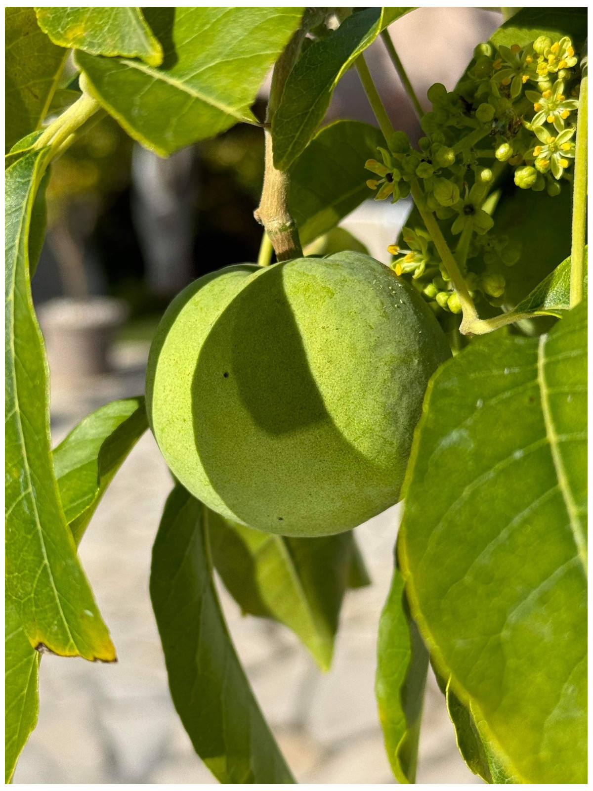 Casimiroa edulis / Sapote blanche