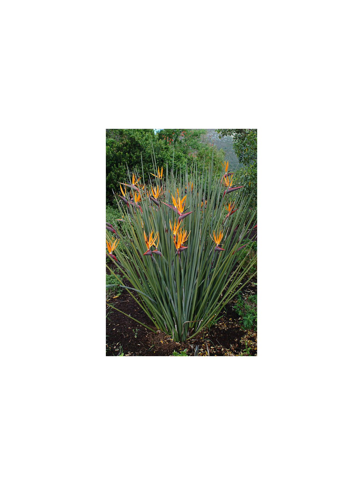 strelitzia juncea