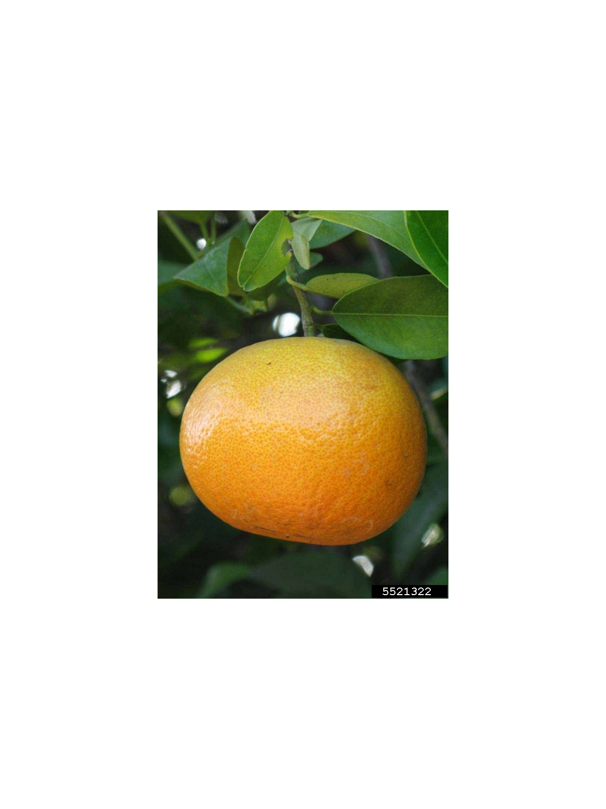 Citrus x tangelo 'early pride / Tangelo