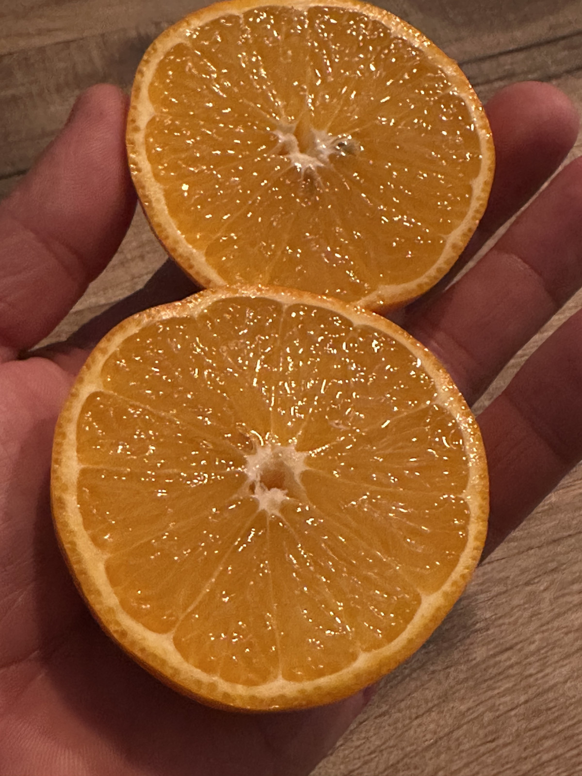 Citrus x tangelo 'Minneola'