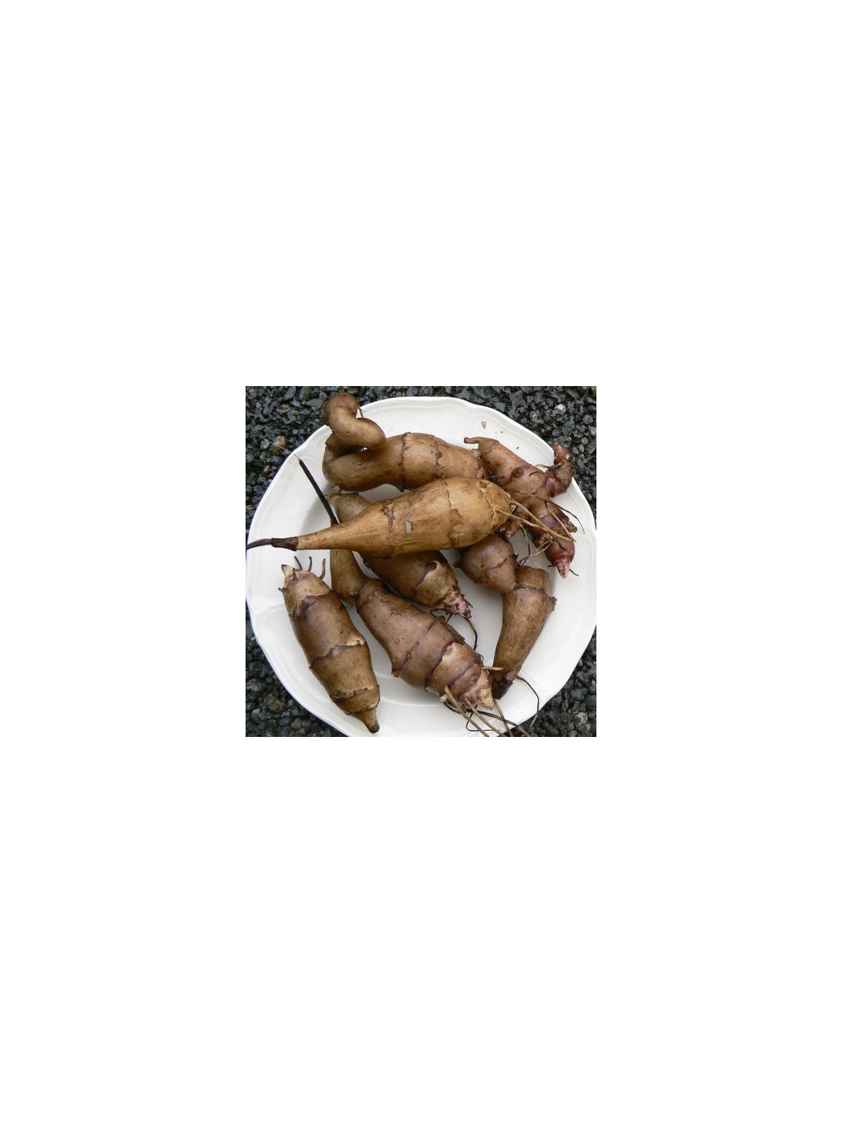 Helianthus tuberosus Sunroot 'Herman'/ Topinambour