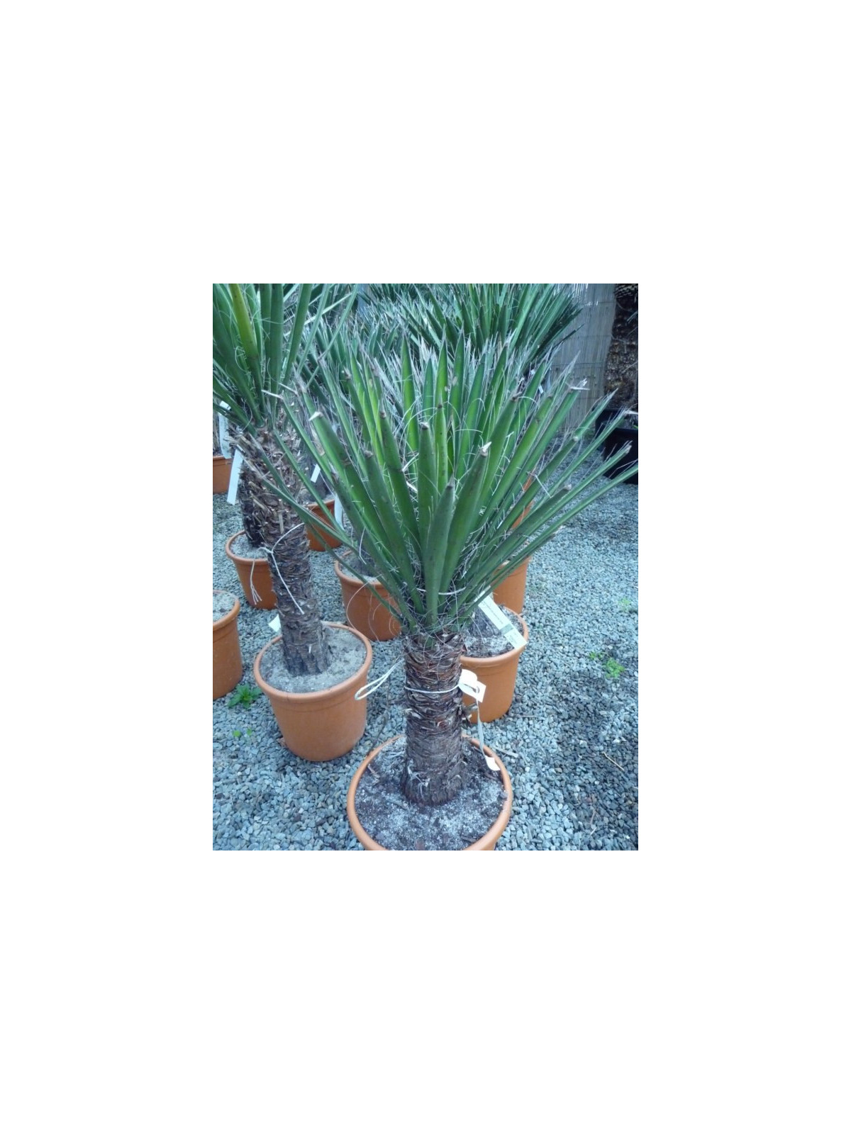 Yucca filifera