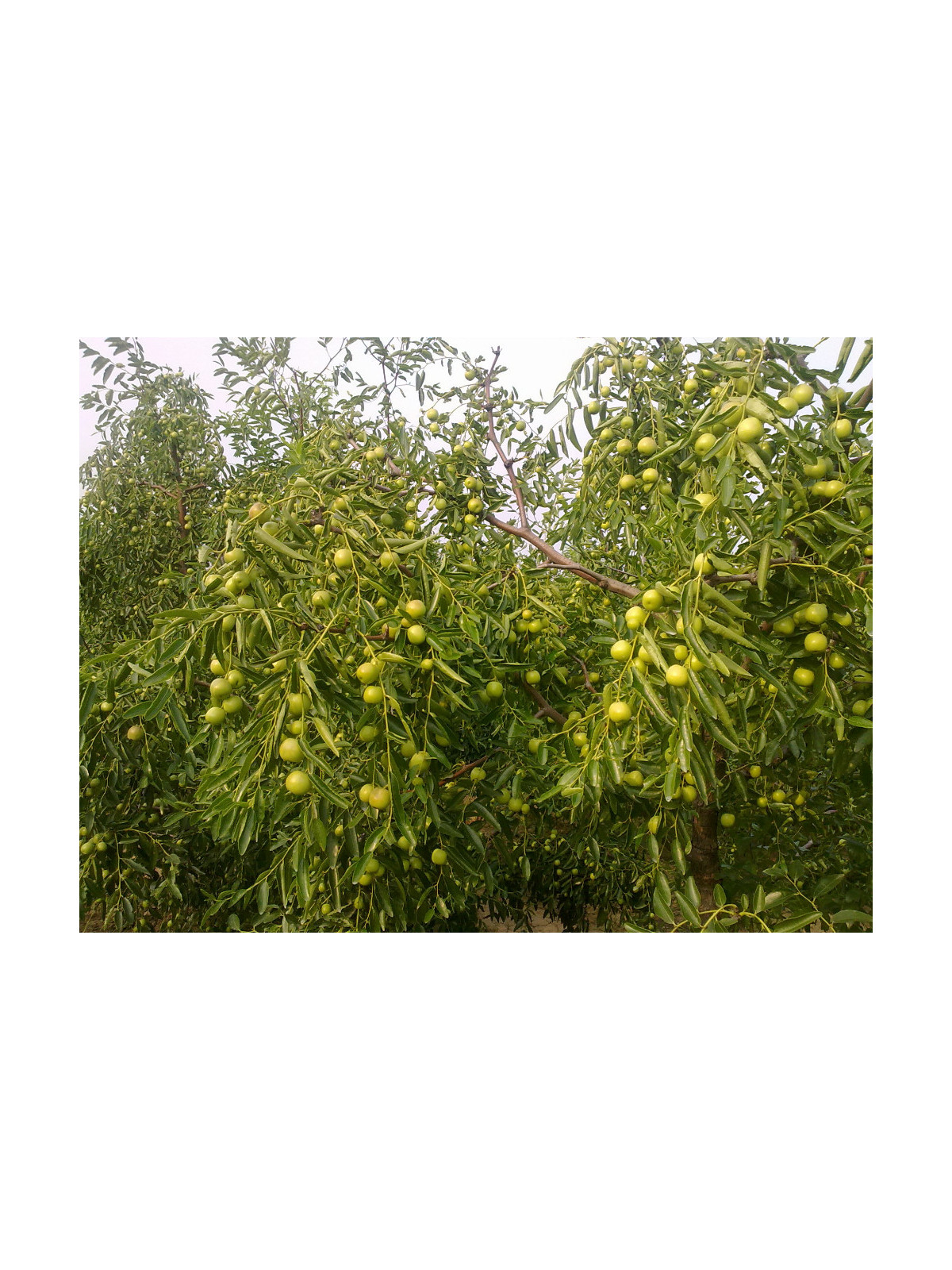 Ziziphus jujuba Gordo / Jujubier